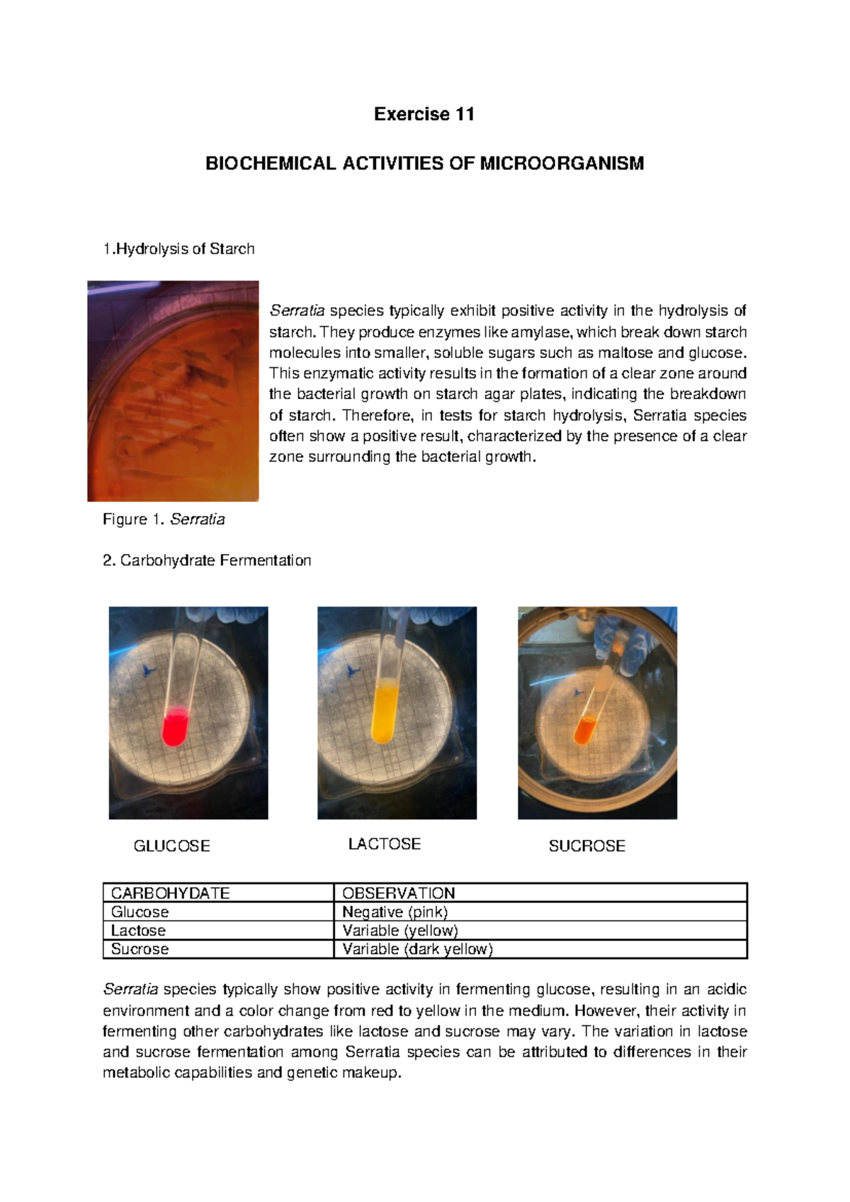 Biochemical Tests - Exercise 11 BIOCHEMICAL ACTIVITIES OF MICROORGANISM ...
