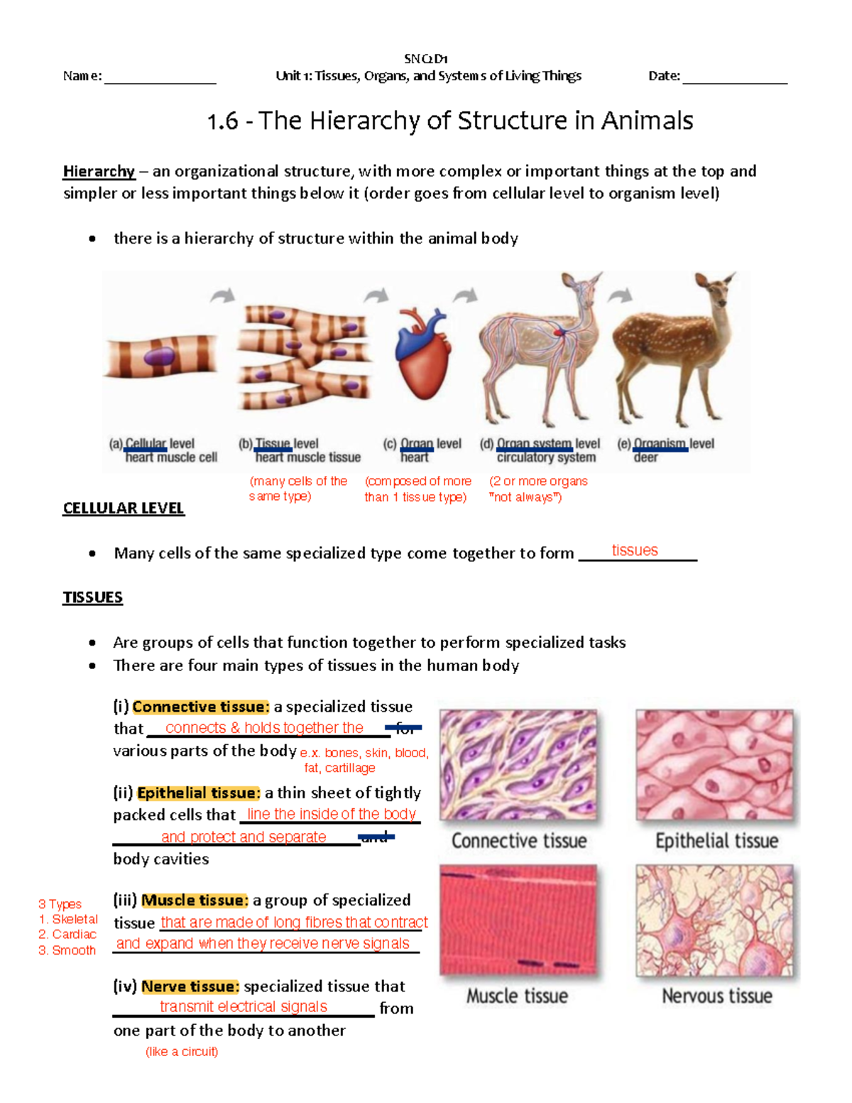 1.6 - Hierarchy of Structure in Animals - SNC2D Name ...