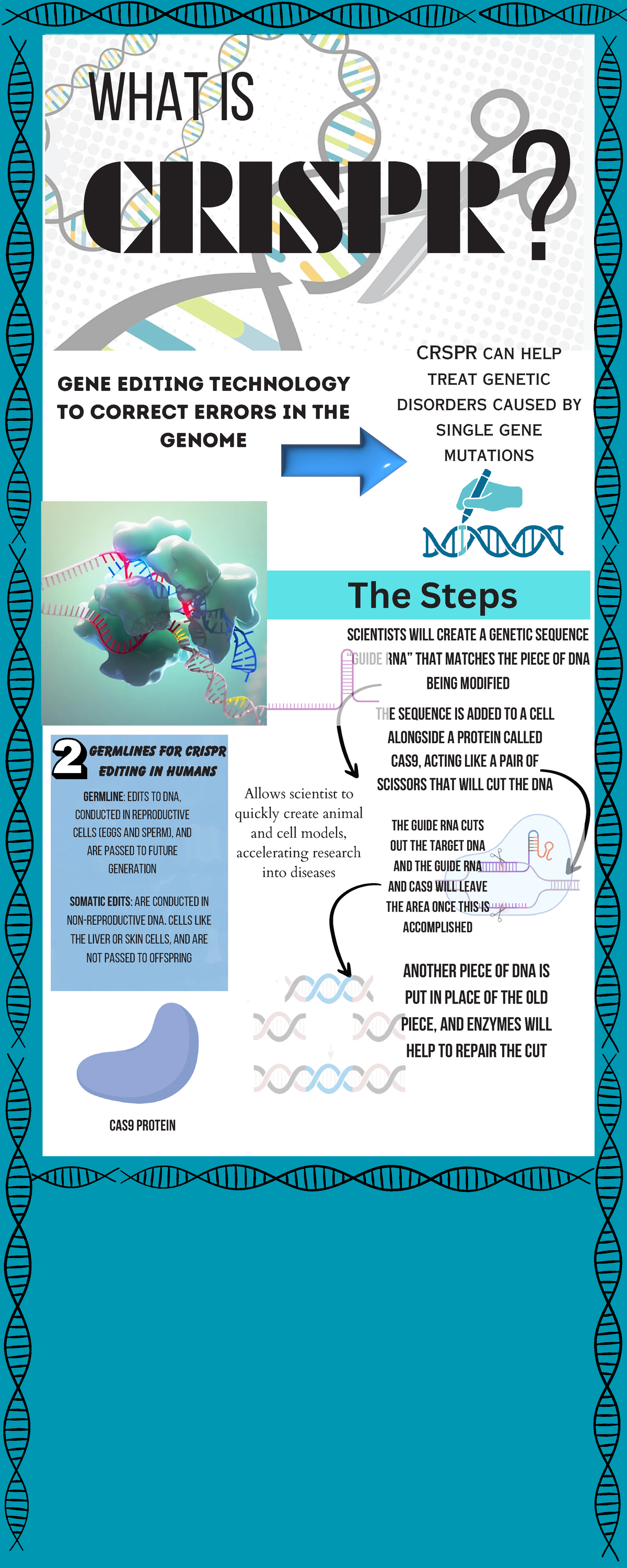 CRISPR Infographic for final project - Scientists will create a genetic ...