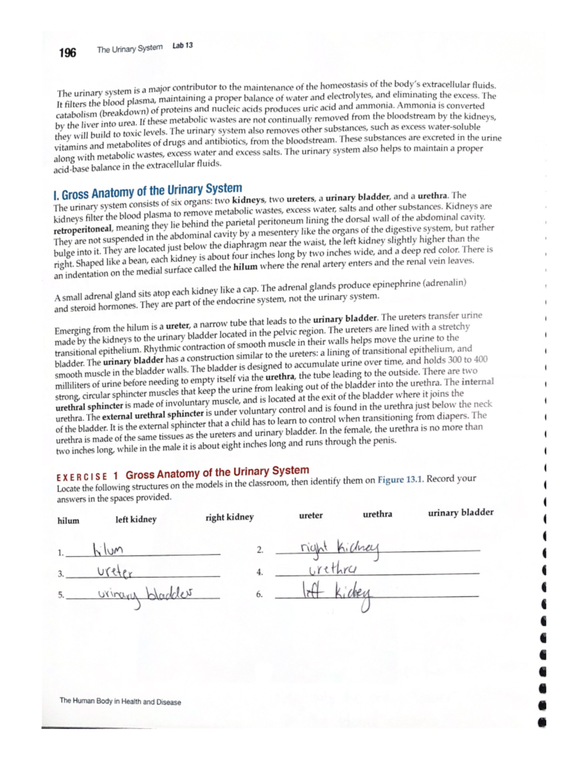Lab 13 Urinary System - 196 The Urinary System Lab 13 The urinary ...