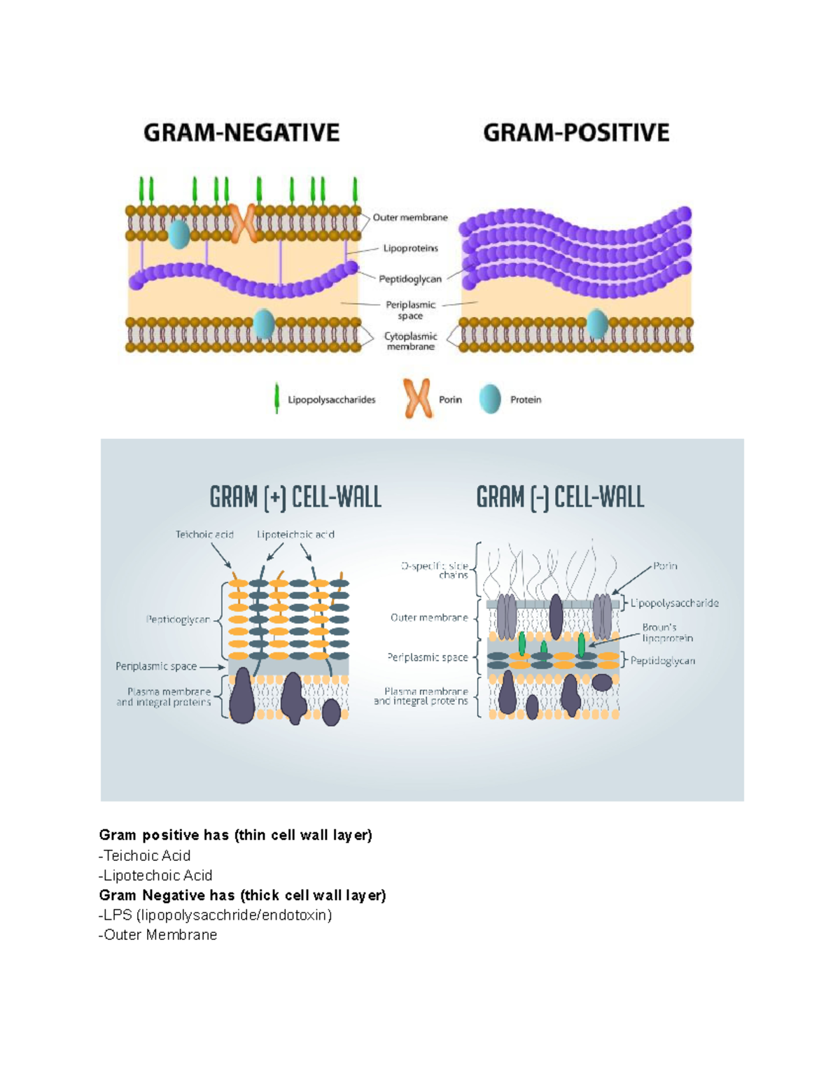 Microbio Exam 1 Study Guide Gram Positive Has thin Cell Wall Layer