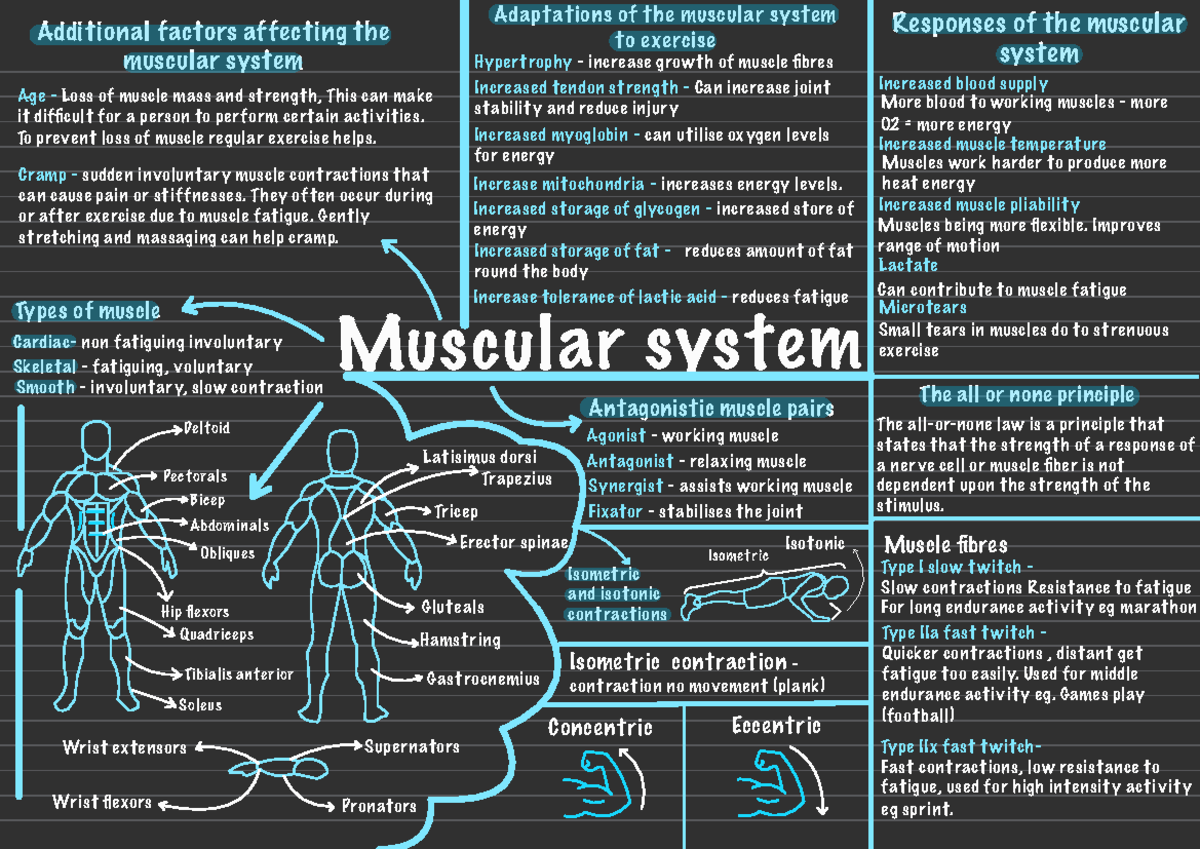 muscular system - Muscular system Types of muscle Cardiac- non ...