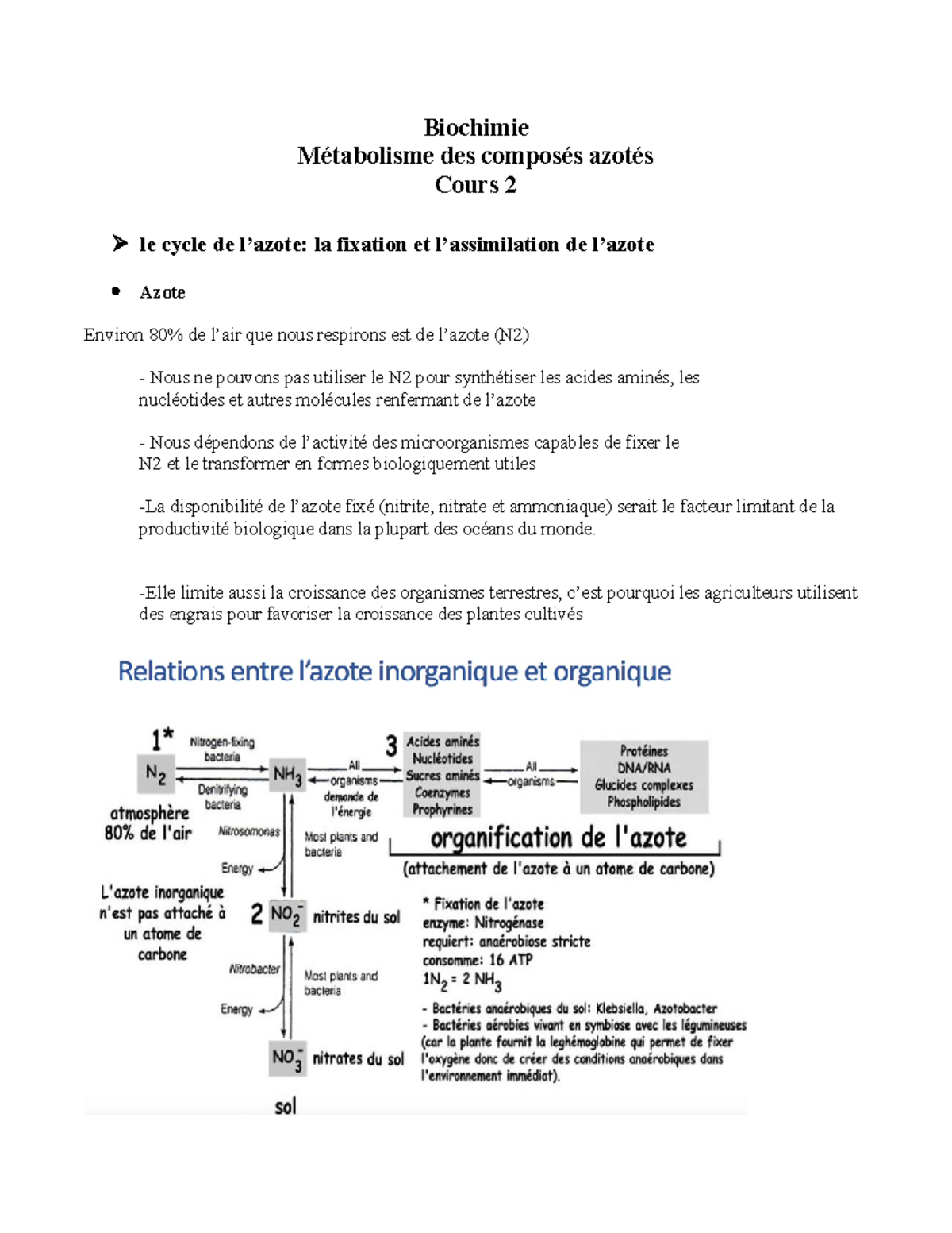 Biochimie_cours 2_métabilisme des bases azotés - Biochimie Métabolisme ...