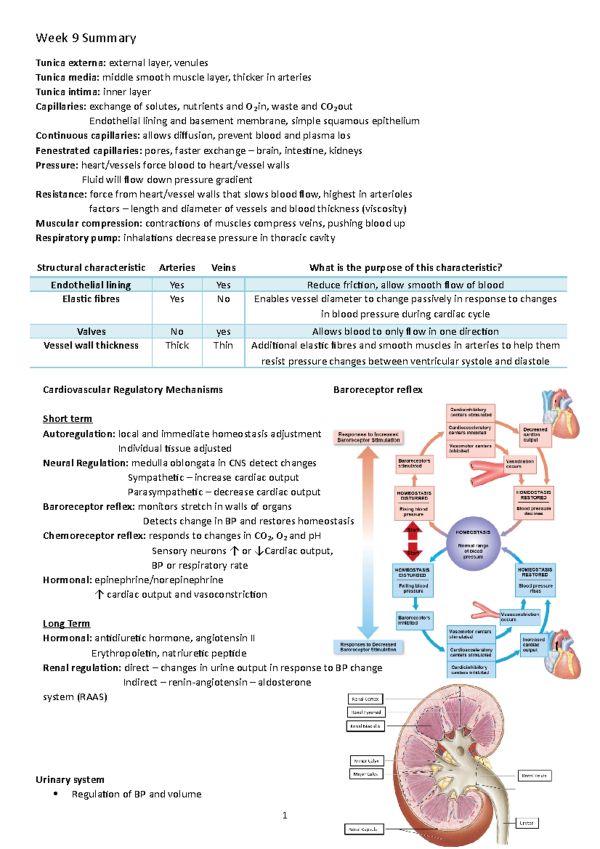 Week 9 - Weekly Summary - Week 9 Summary Tunica externa : external ...