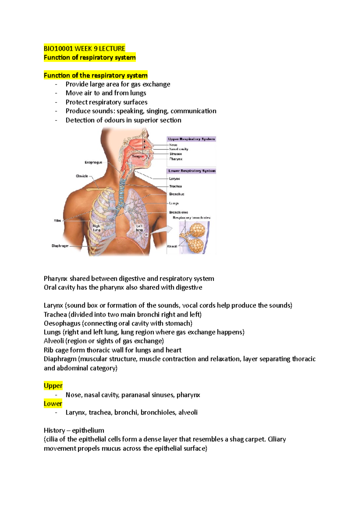 Function of the Respiratory System - Studocu