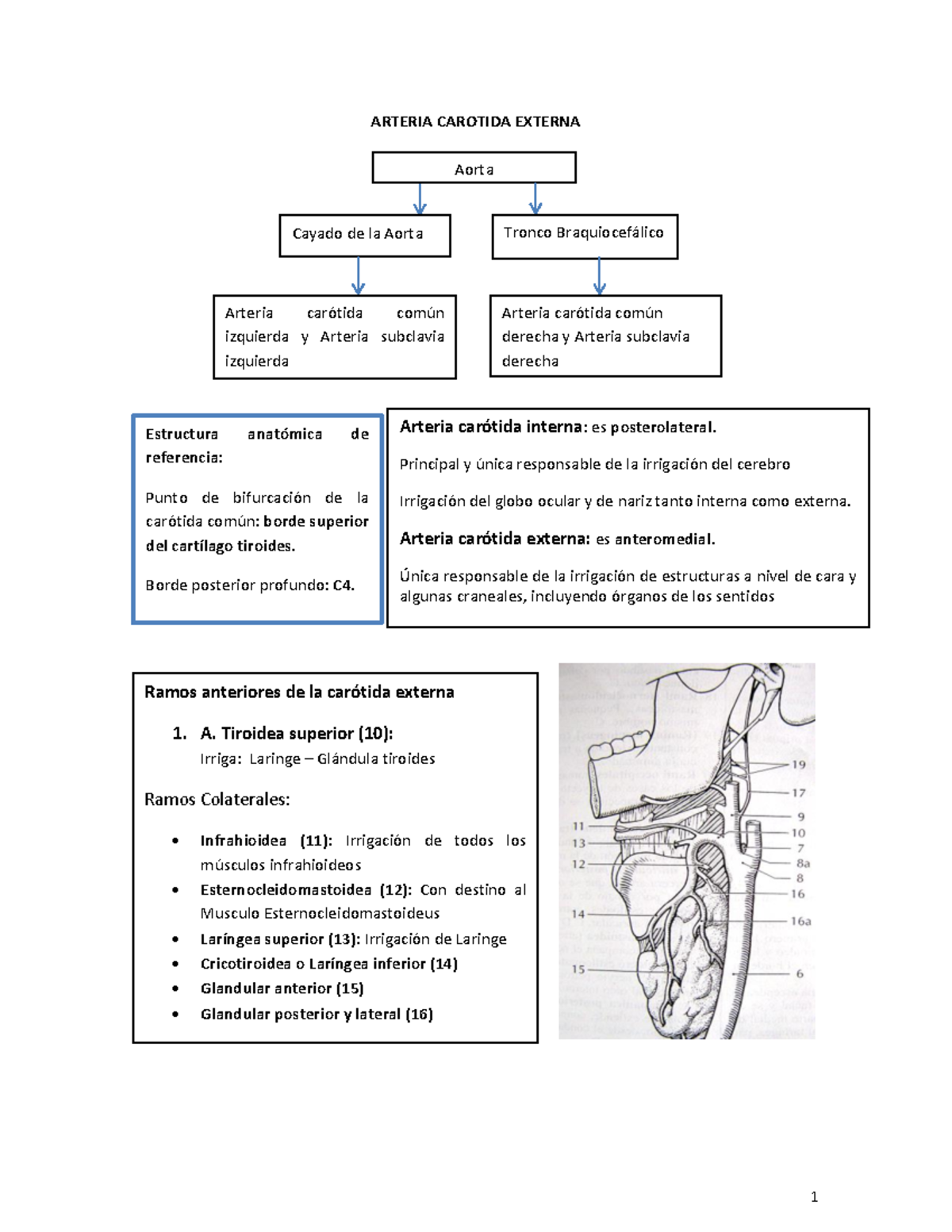Angiologia - Anatomía humana - Warning: TT: undefined function: 32 Warning: TT: undefined ...