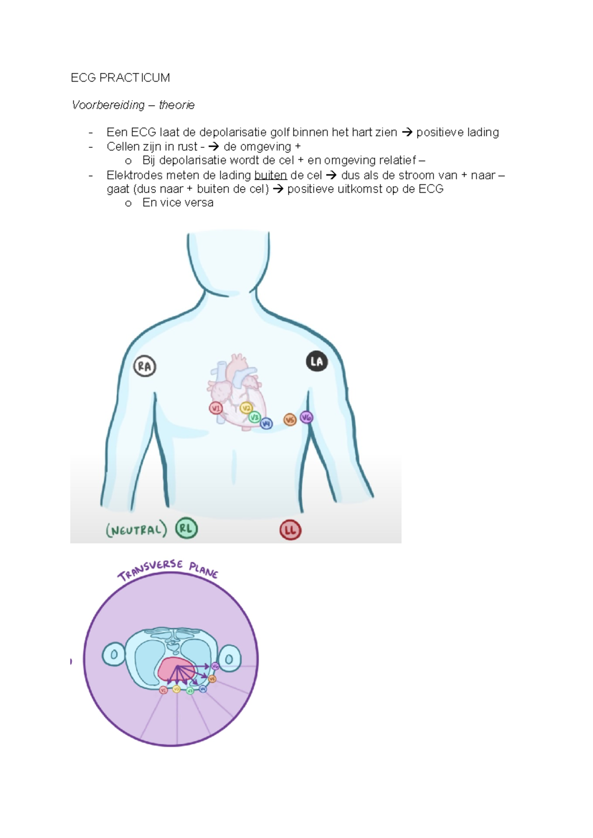 ECG Practicum - ECG PRACTICUM Voorbereiding – theorie - Een ECG laat de ...