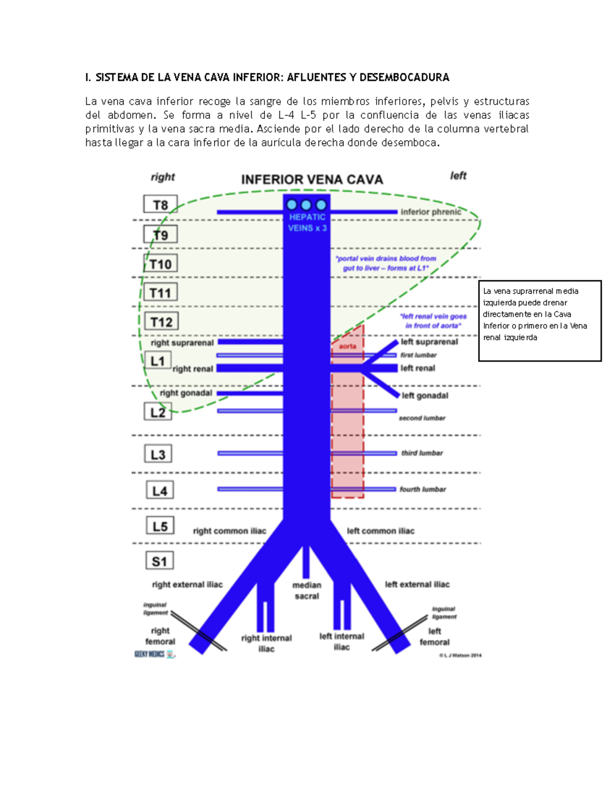 Resumen DE Venas - I. SISTEMA DE LA VENA CAVA INFERIOR: AFLUENTES Y ...