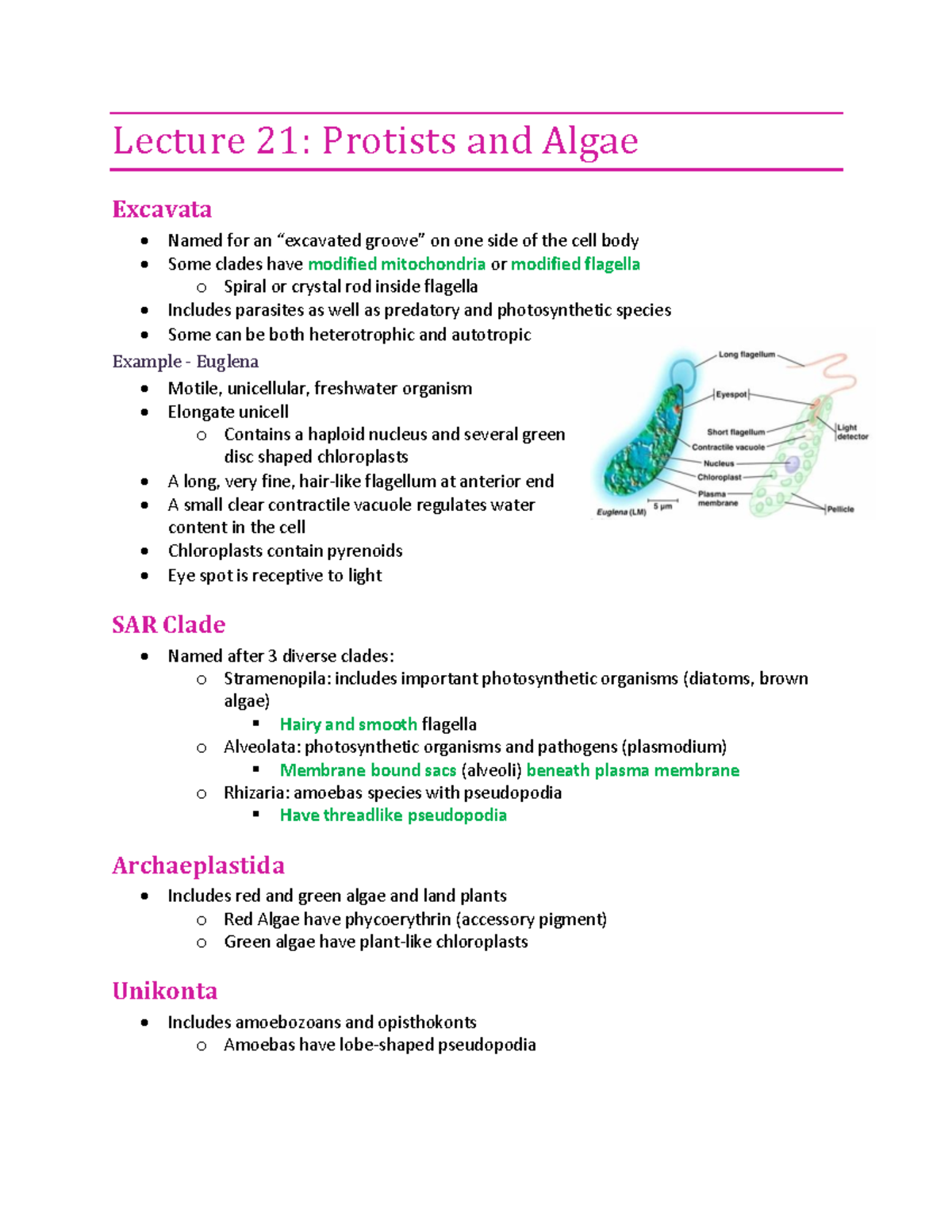 Lecture 21 Protists And Algae Warning Tt Undefined Function 32 Warning Tt Undefined