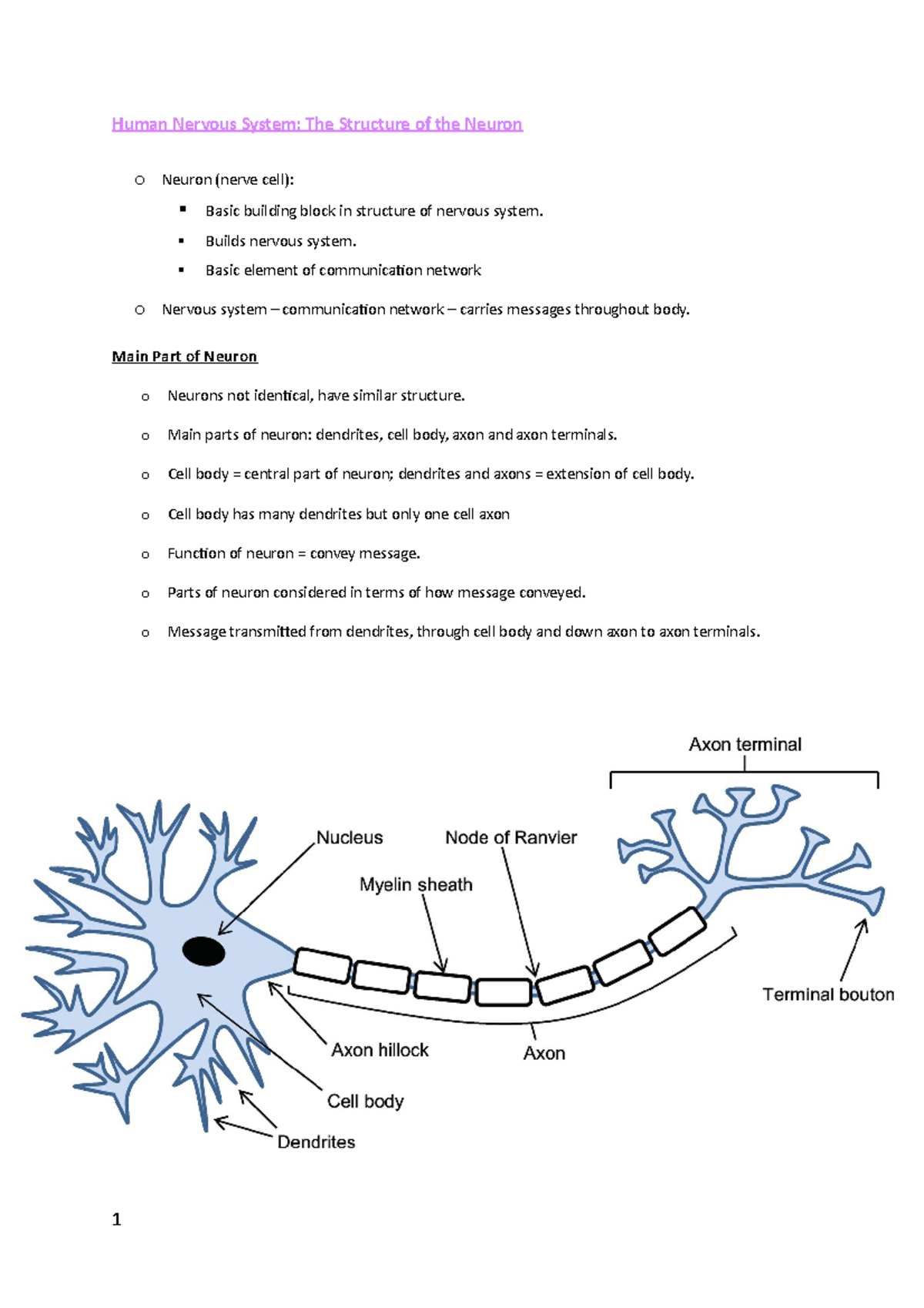Human Nervous System - Structure of Neuron - Human Nervous System: The ...
