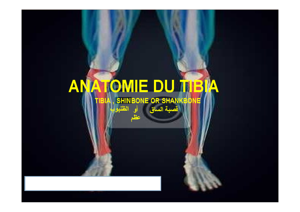 Anatomie DU Tibia - ANATOMIE DU TIBIA TIBIA , SHINBONE OR SHANKBONE ...