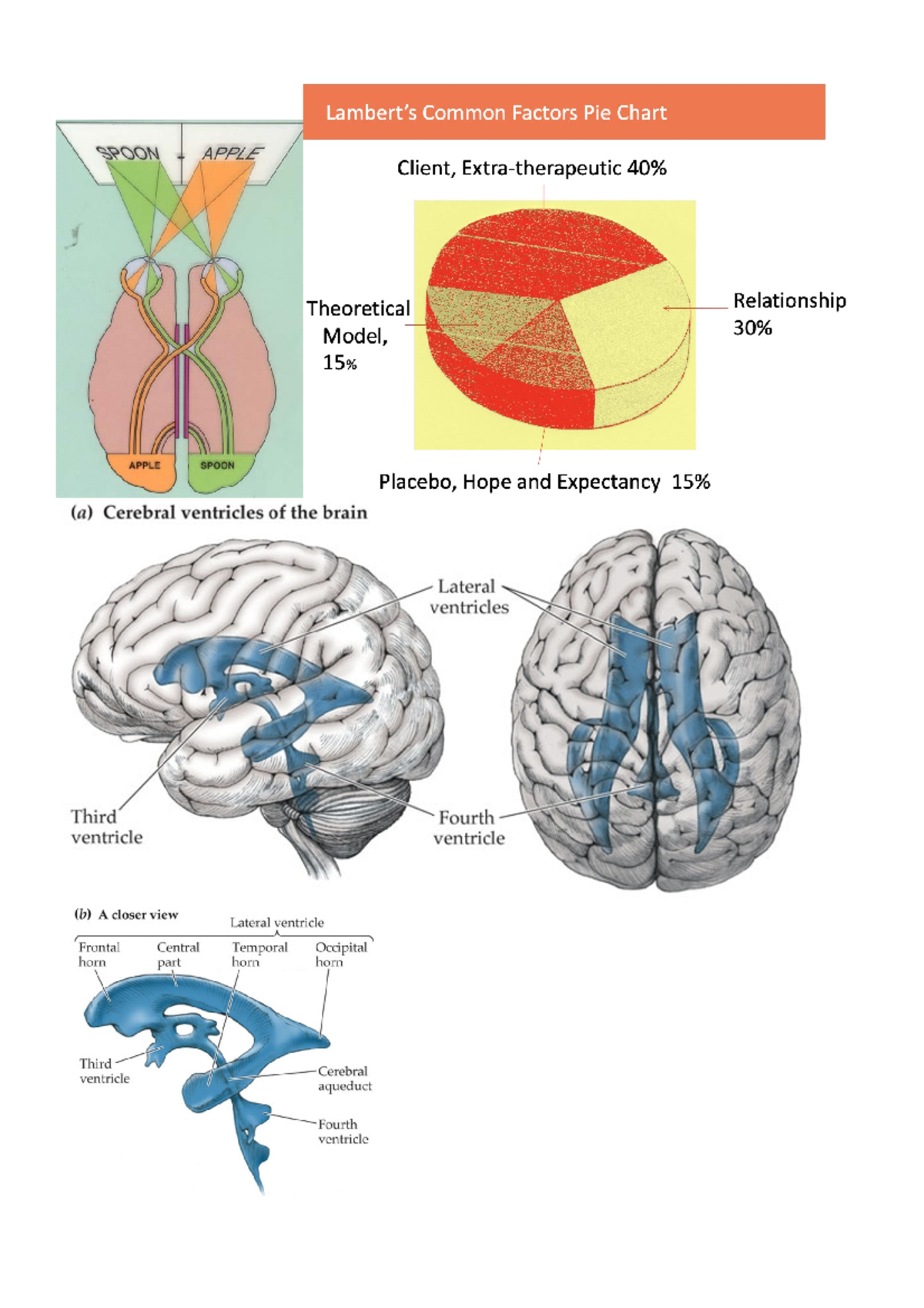 Brain templates - PYB402 - Studocu