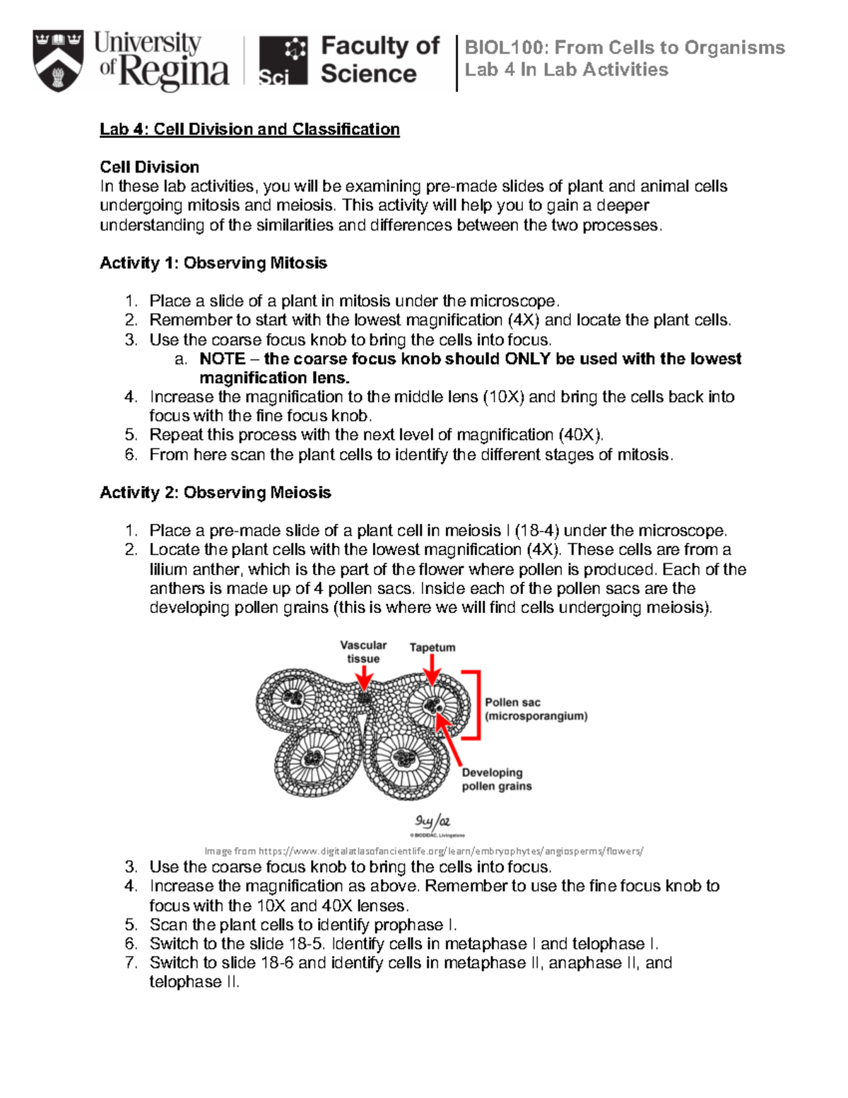Lab4-In Lab Activities - BIOL10 0 : From Cells to Organisms Lab 4 In ...