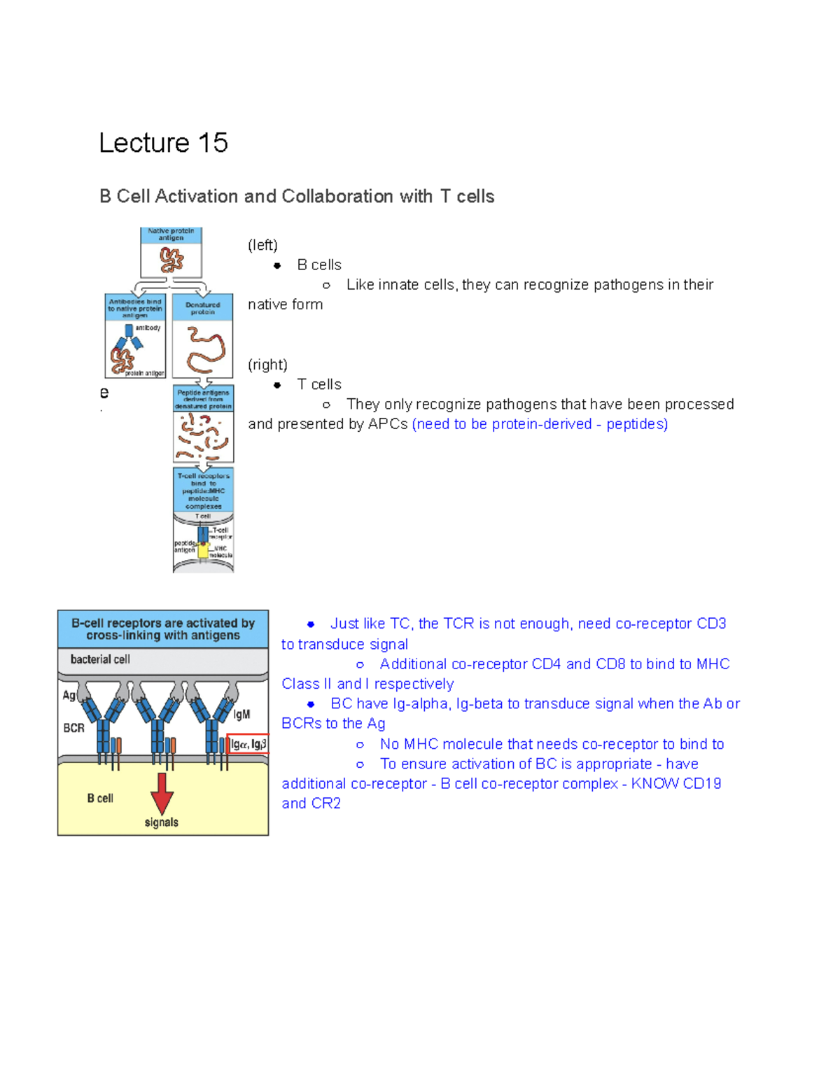 BICD 140 - Final - Lecture 15 B Cell Activation and Collaboration with ...