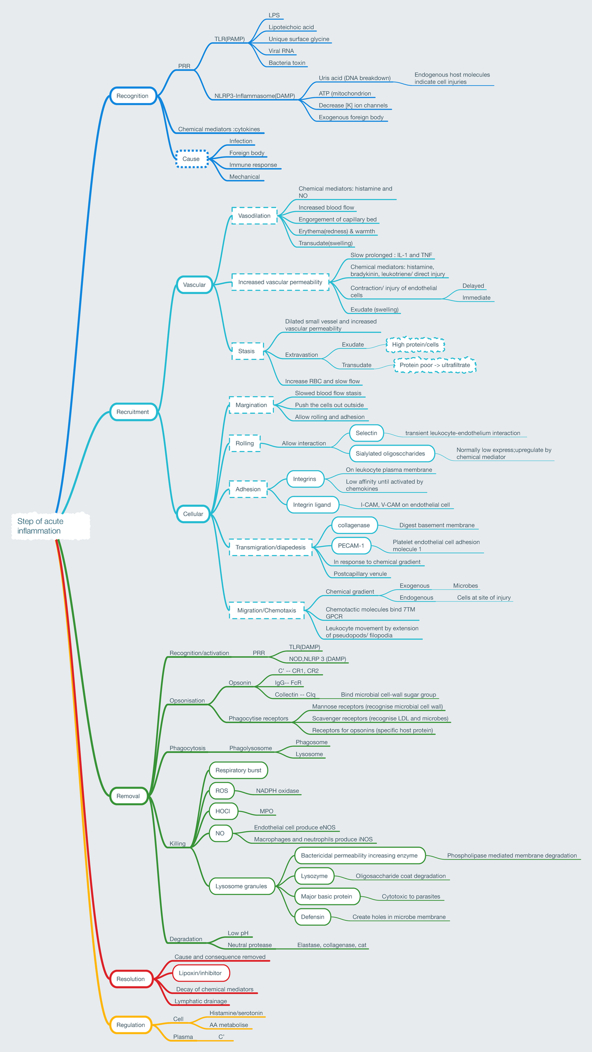 mind map of acute inflammation - Step of acute inflammation Recognition ...
