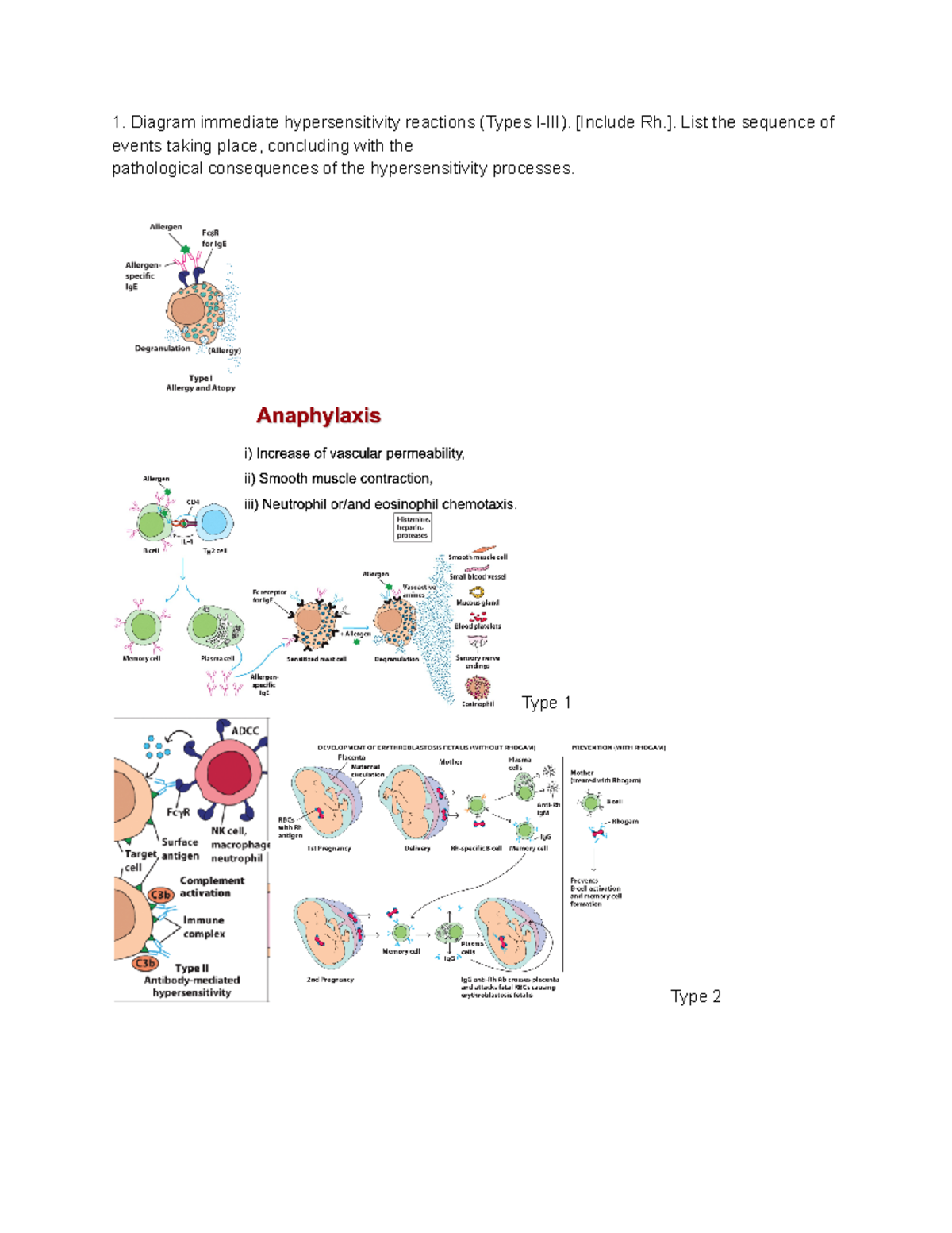 Copy of Immune - Google Docs - Diagram immediate hypersensitivity ...
