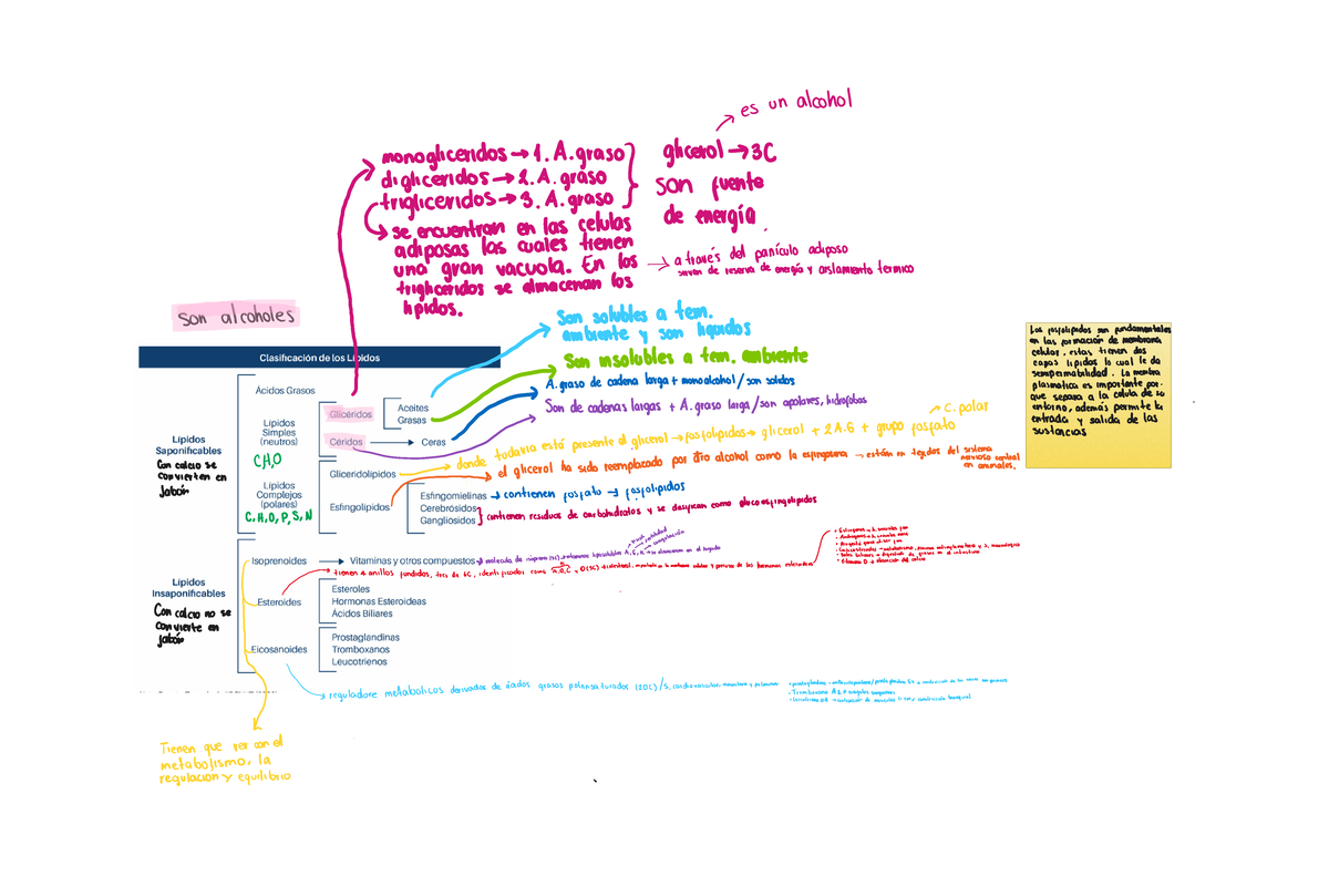 ClasificacióN DE LOS Lipidos 2 - es un alcohol monogliceridos 1.A ...