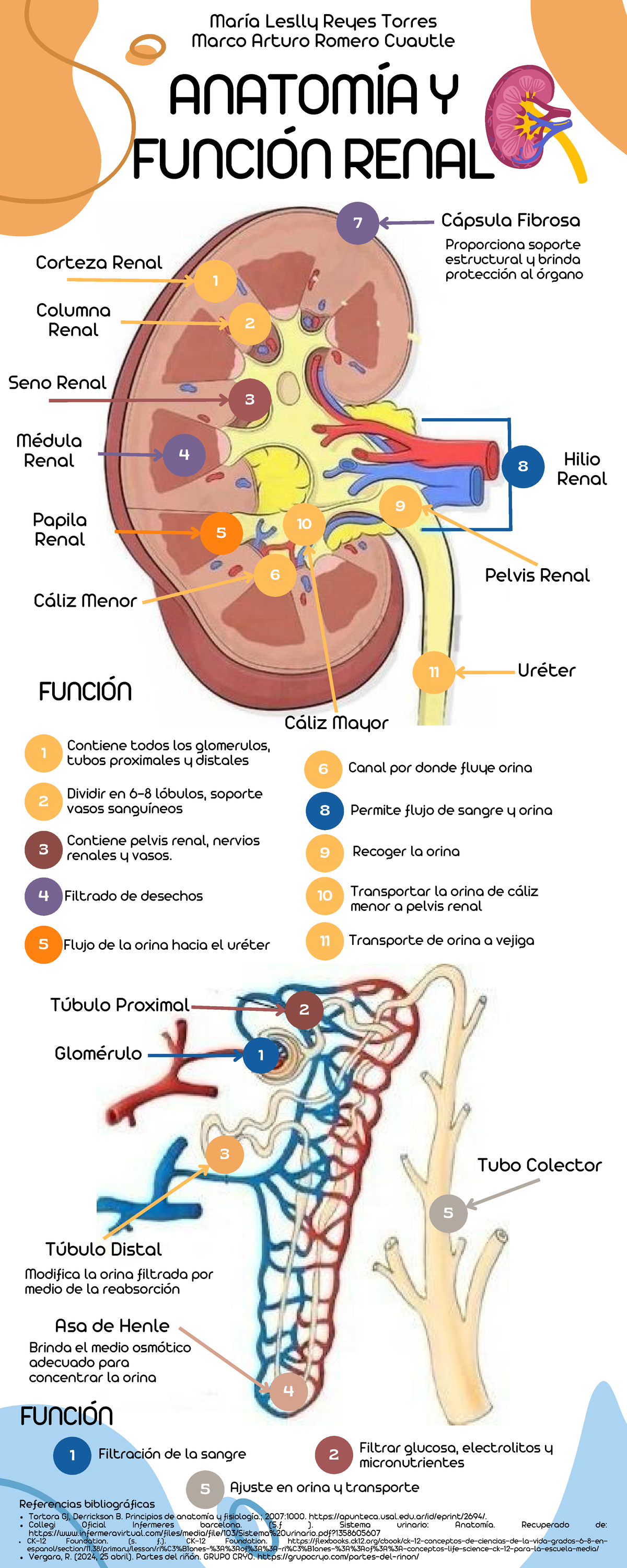 Anatomía Renal - xxxxx - 1 2 3 4 5 6 7 9 10 11 8 Columna Renal Médula ...