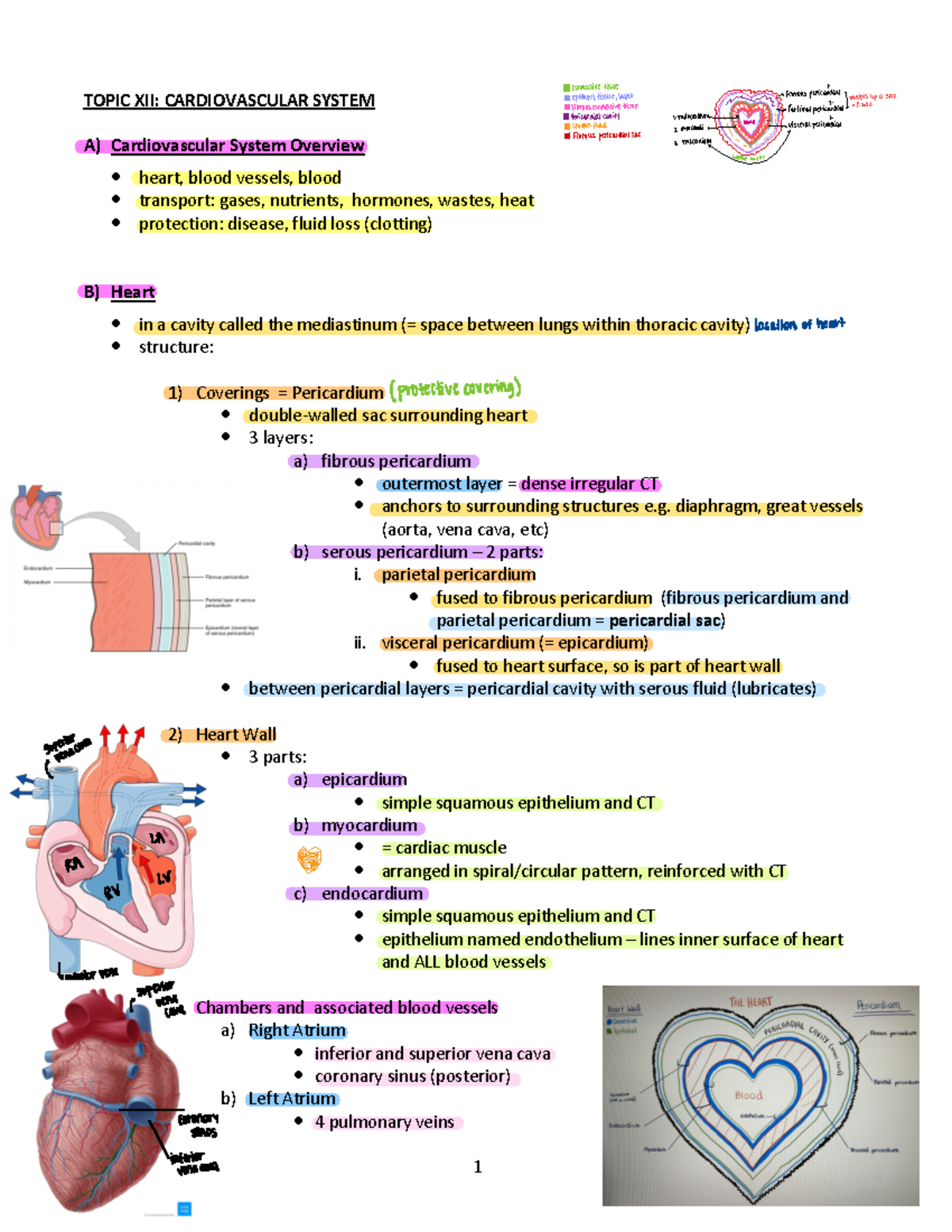 Cardiovascular System Topics at George Amies blog