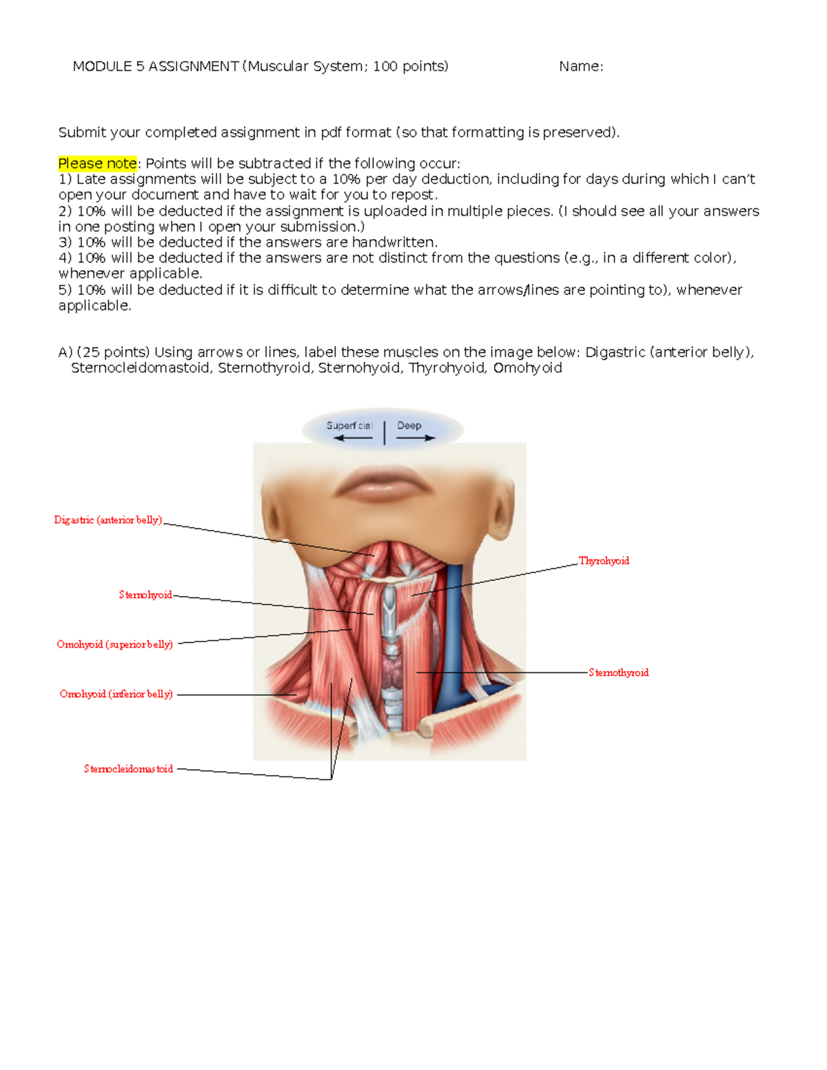 Mod 5 Assignment-1 - summer 22 - MODULE 5 ASSIGNMENT (Muscular System ...