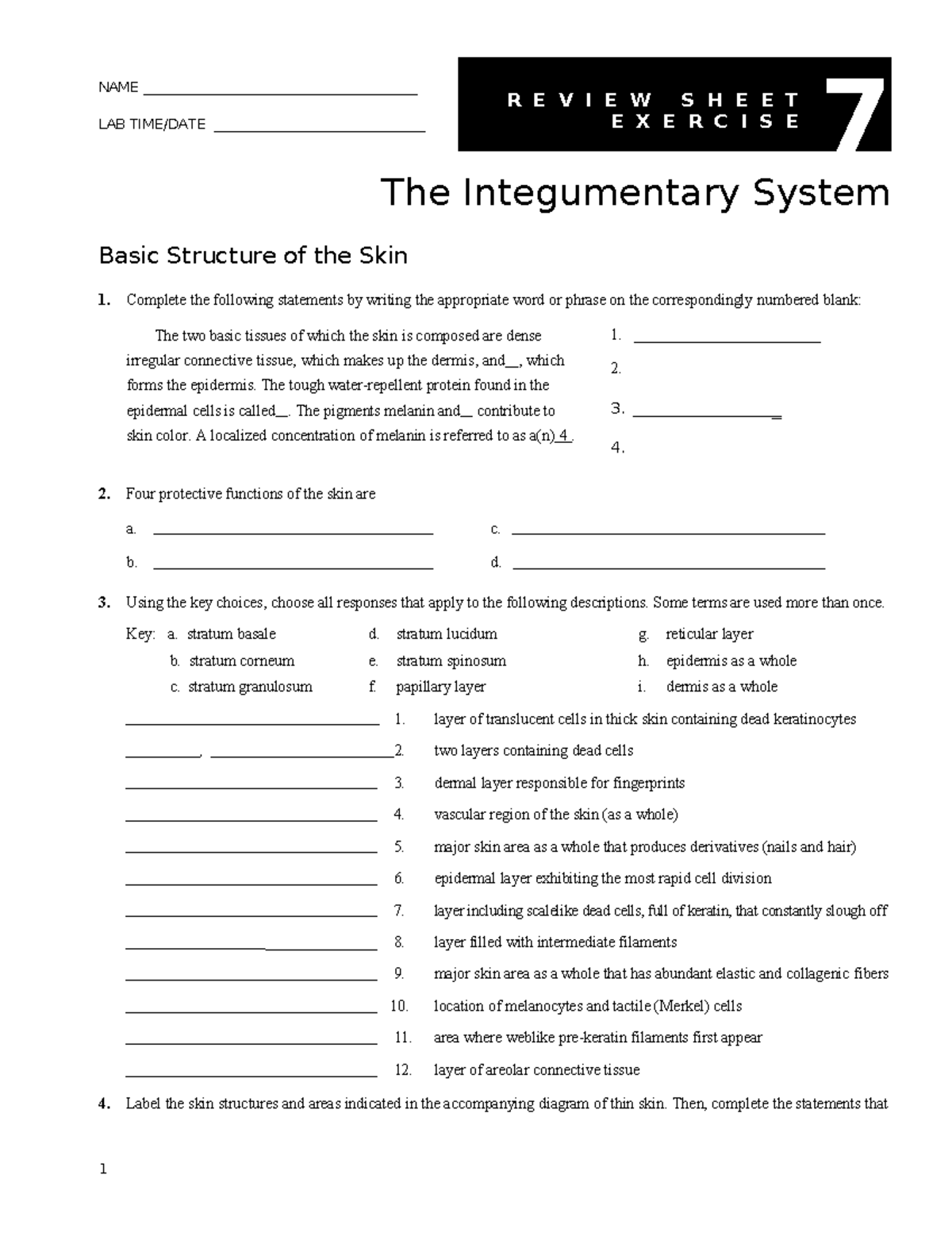 Ex 07 The Integumentary System - Tagged - NAME ...