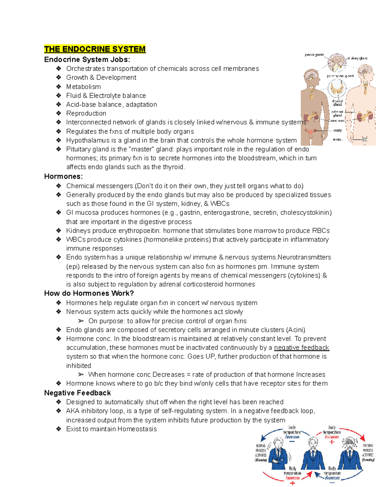 146 Unit 2 Endocrine - Review - THE ENDOCRINE SYSTEM Endocrine System ...
