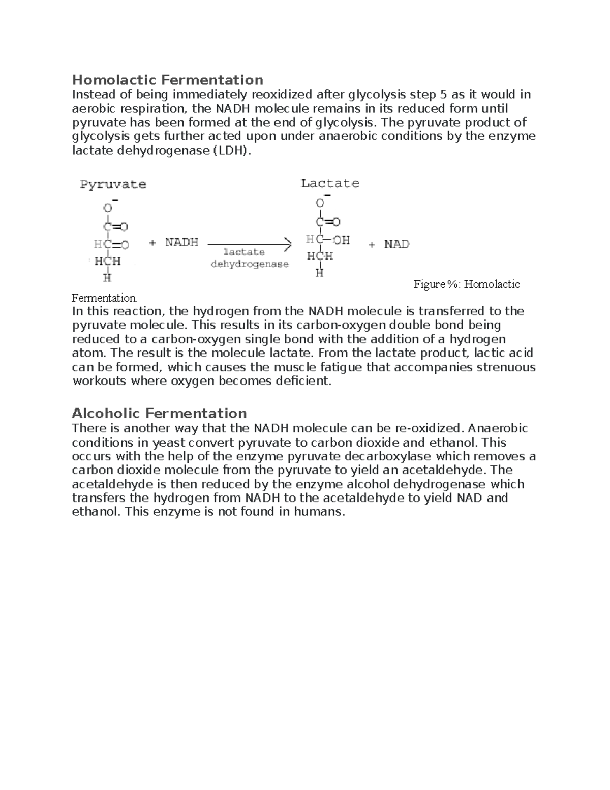 Homolactic Fermentation - Homolactic Fermentation Instead of being ...