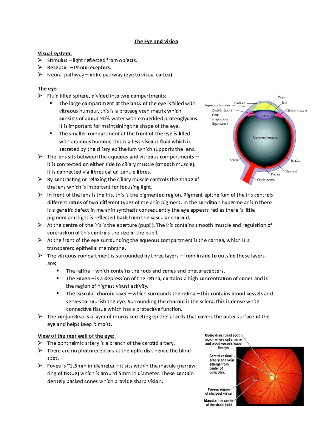 The Eye and vision - The Eye and vision Visual system: Stimulus – light ...