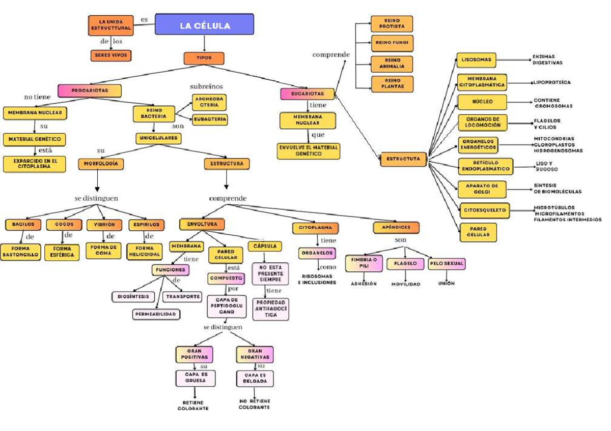 MAPA Conceptual DE LA Célula Eucariota Y Procariota - Biologia General - Studocu