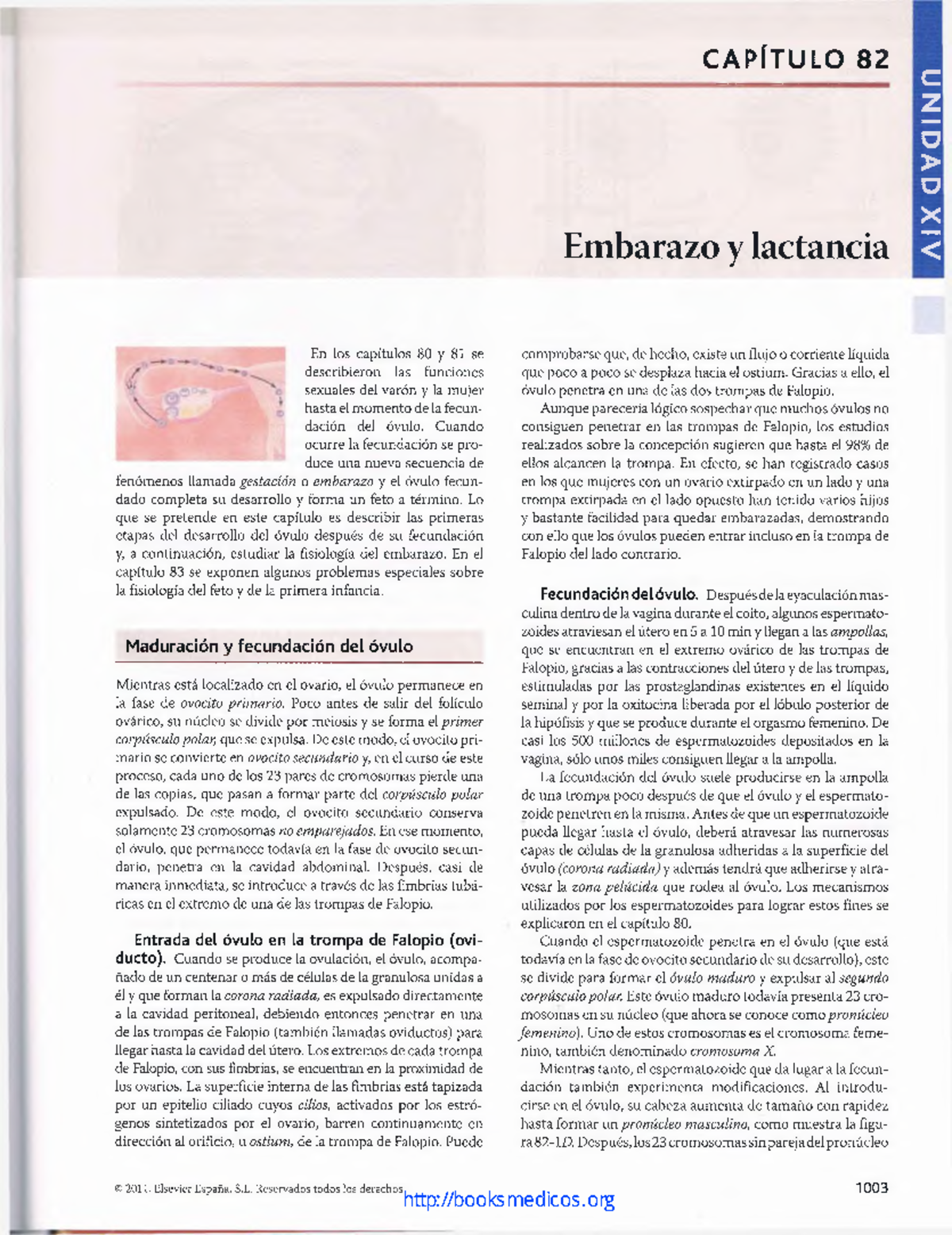 Guyton 2016 - Actualizado-979-993 - CAPÍTULO 82 Embarazo y lactancia En ...