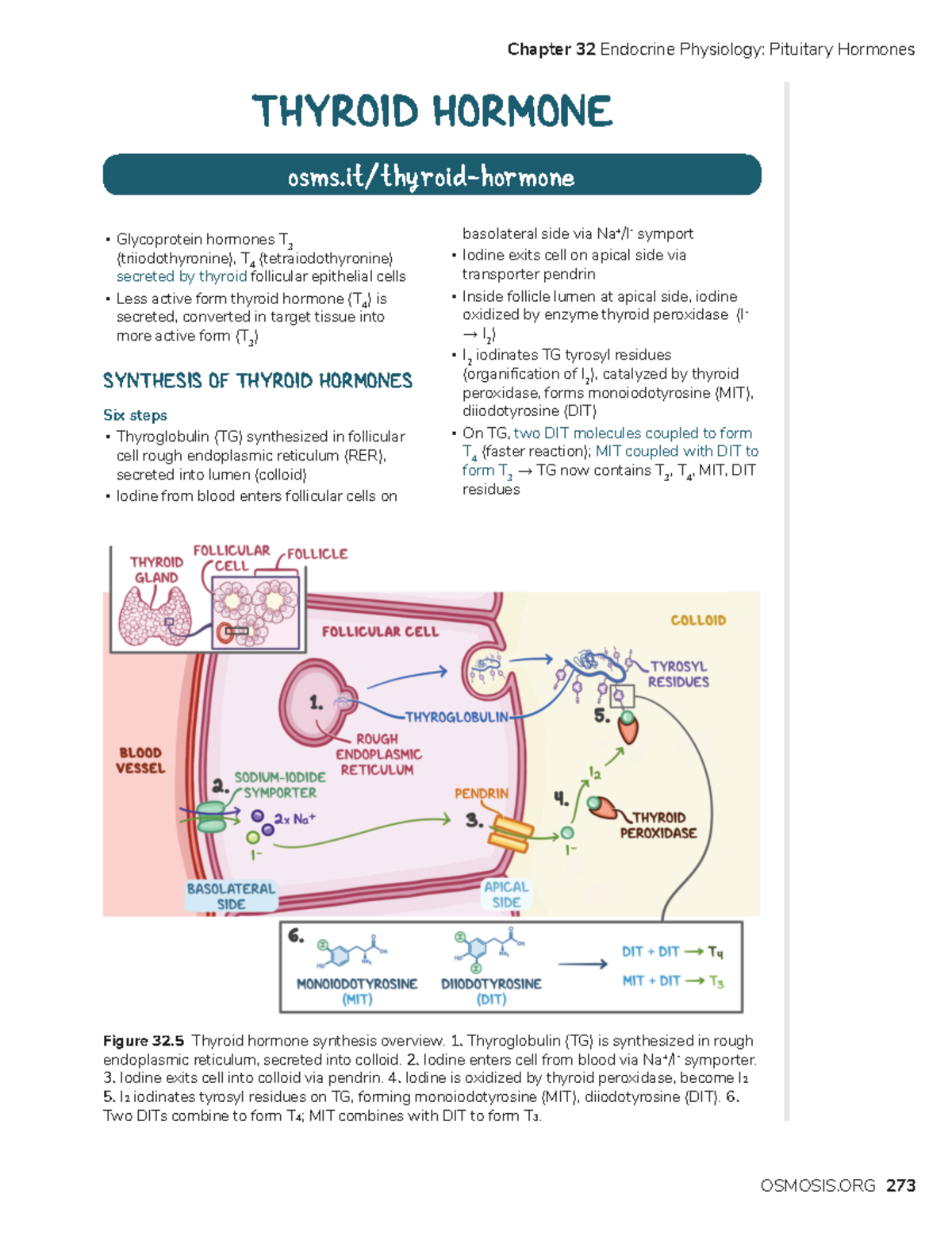 Thyroid Hormone 1 Thyroglobulin Tg Is Synthesized In Rough Endoplasmic Reticulum Secreted