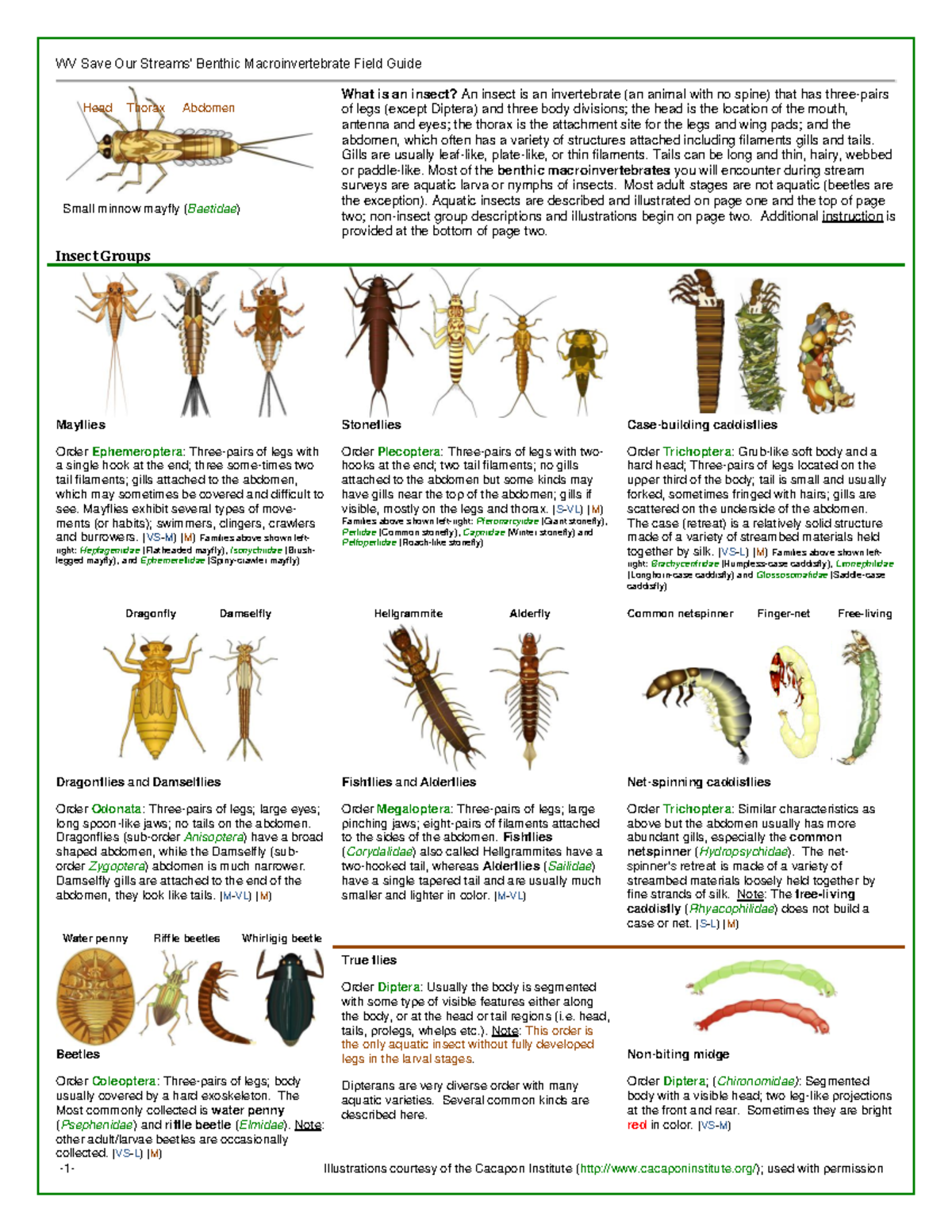Investigation-pond-fieldguide - WV Save Our Streams’ Benthic ...