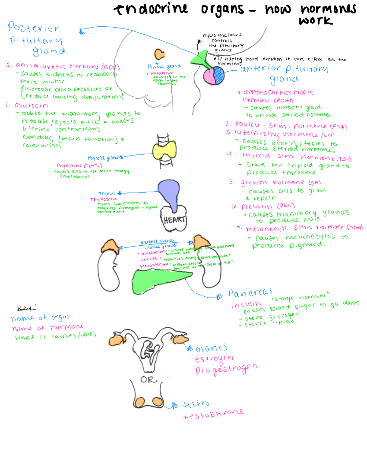 Endocrine System 3- endocrine organs - endocrine organs - now hormones ...