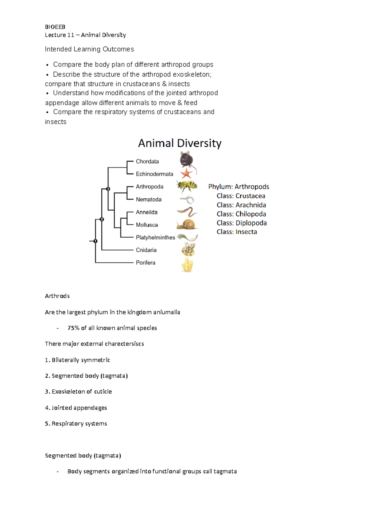 Lecture 11 Animal Diversity - Lecture 11 – Animal Diversity Intended ...