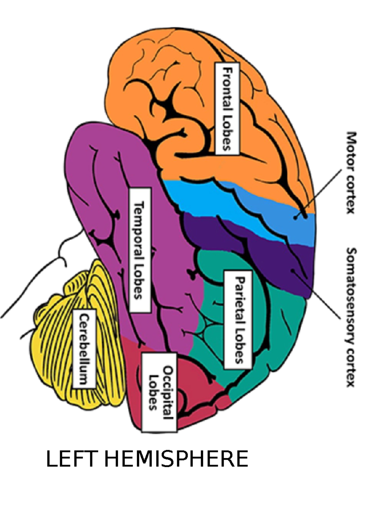 LEFT Hemisphere - LEFT HEMISPHERE Right hemisphere Frontal Lobes The ...