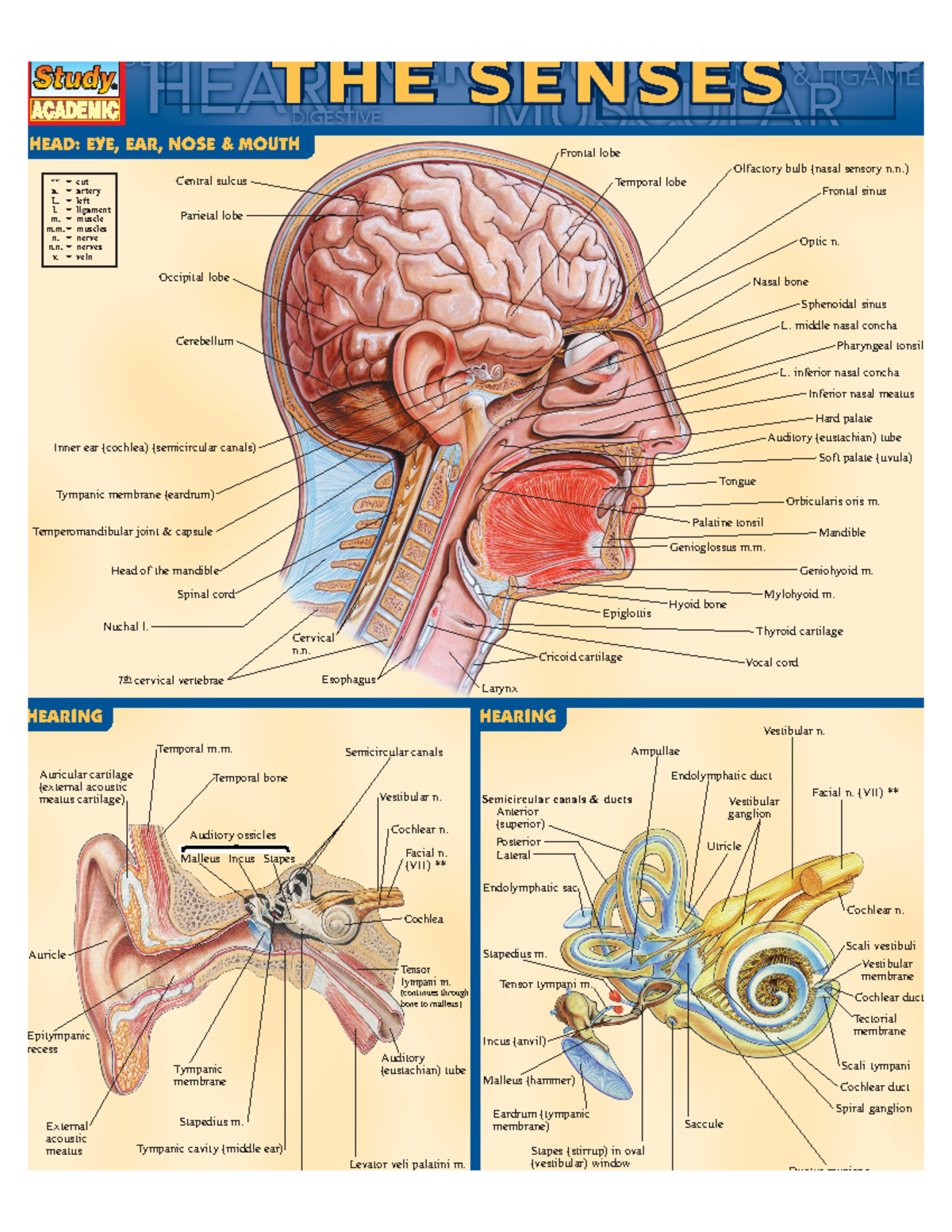 Quick Study - Senses - Central sulcus Parietal lobe Occipital lobe ...