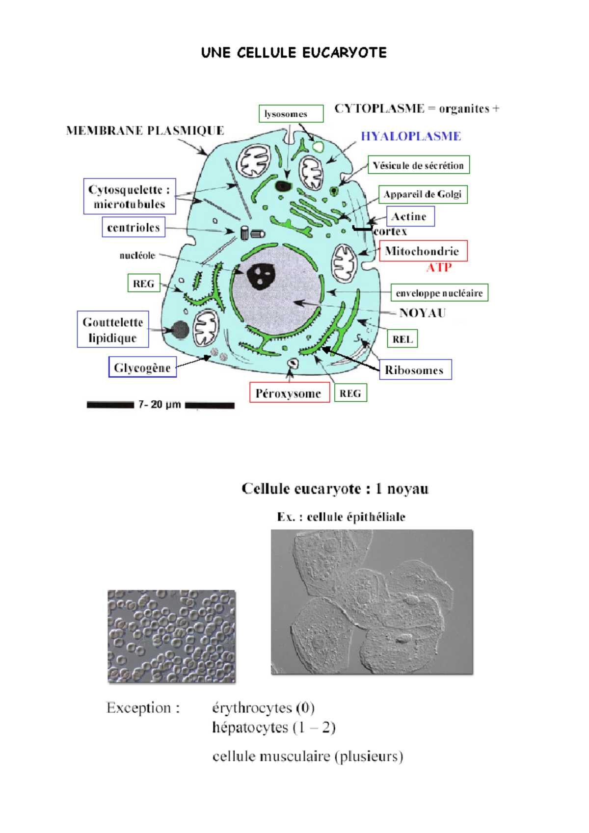 Cellule eucaryote - mes notes personnelles - UNE CELLULE EUCARYOTE ...