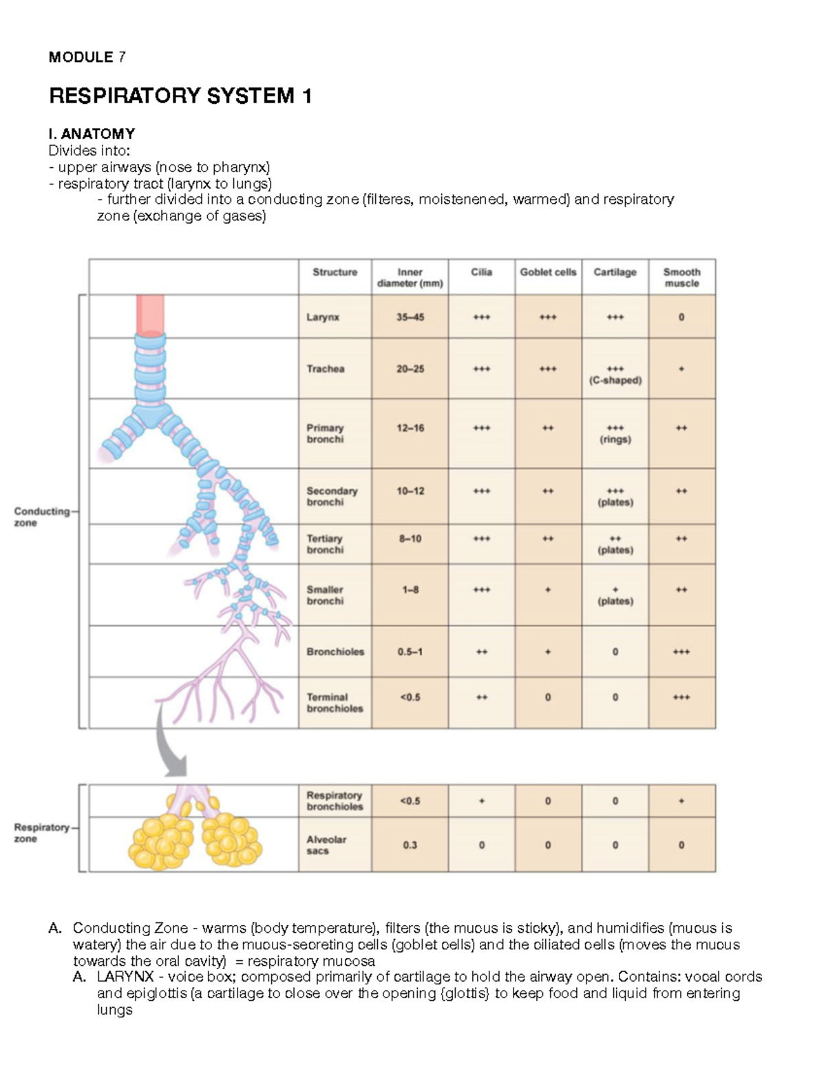 BIO226-Module 7 Notes - Dougherty presentation for the Respiratory ...