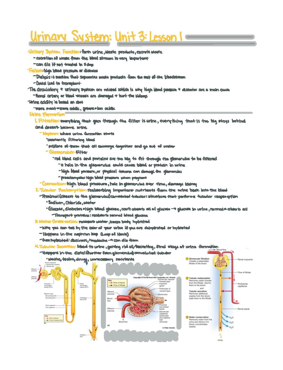 Unit 2 Respiratory System Copy - Urinary System Unit 3 Lesson I ...