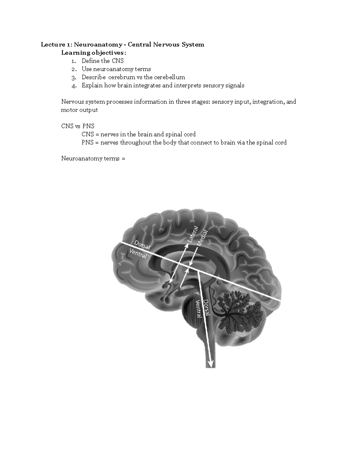 Neuro 105 Notes - Lecture 1: Neuroanatomy - Central Nervous System ...