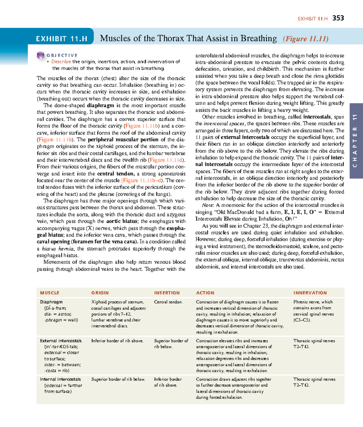 Anatomyand Physiology-129 - C H A P T E R 11 EXHIBIT 11 353 MUSCLE ORIGIN INSERTION ACTION - Studocu