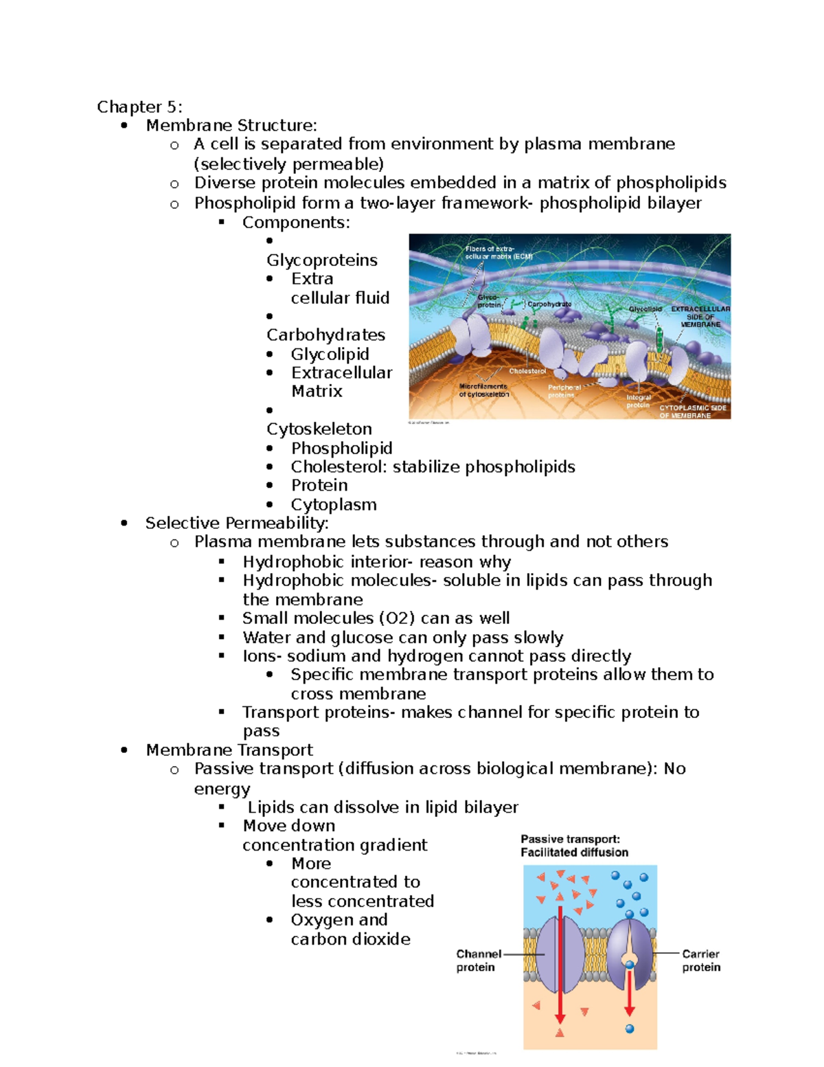 Chapter 5 Review - Chapter 5: Membrane Structure: o A cell is separated ...