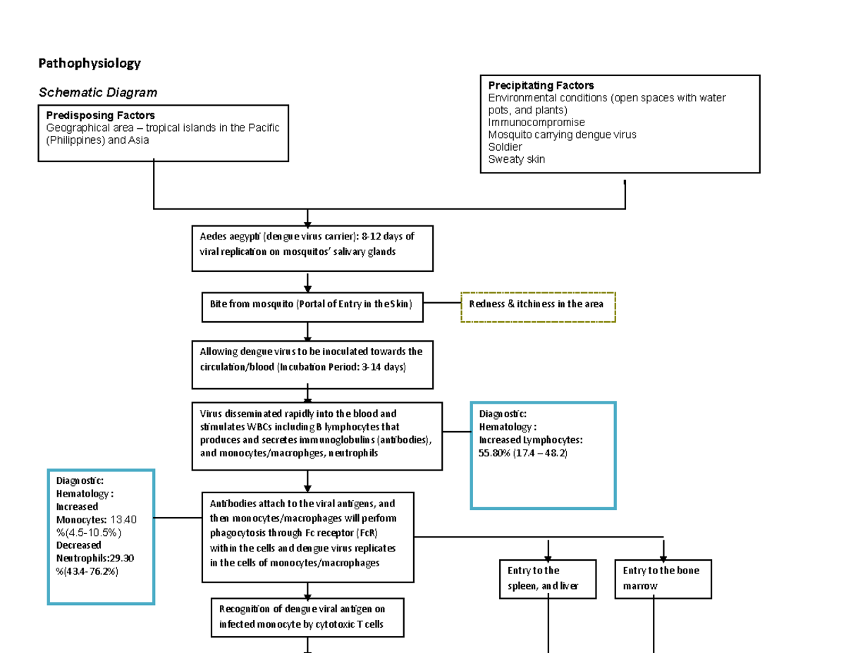 Schematic Diagram - pathophysiology for chronic anemia ...
