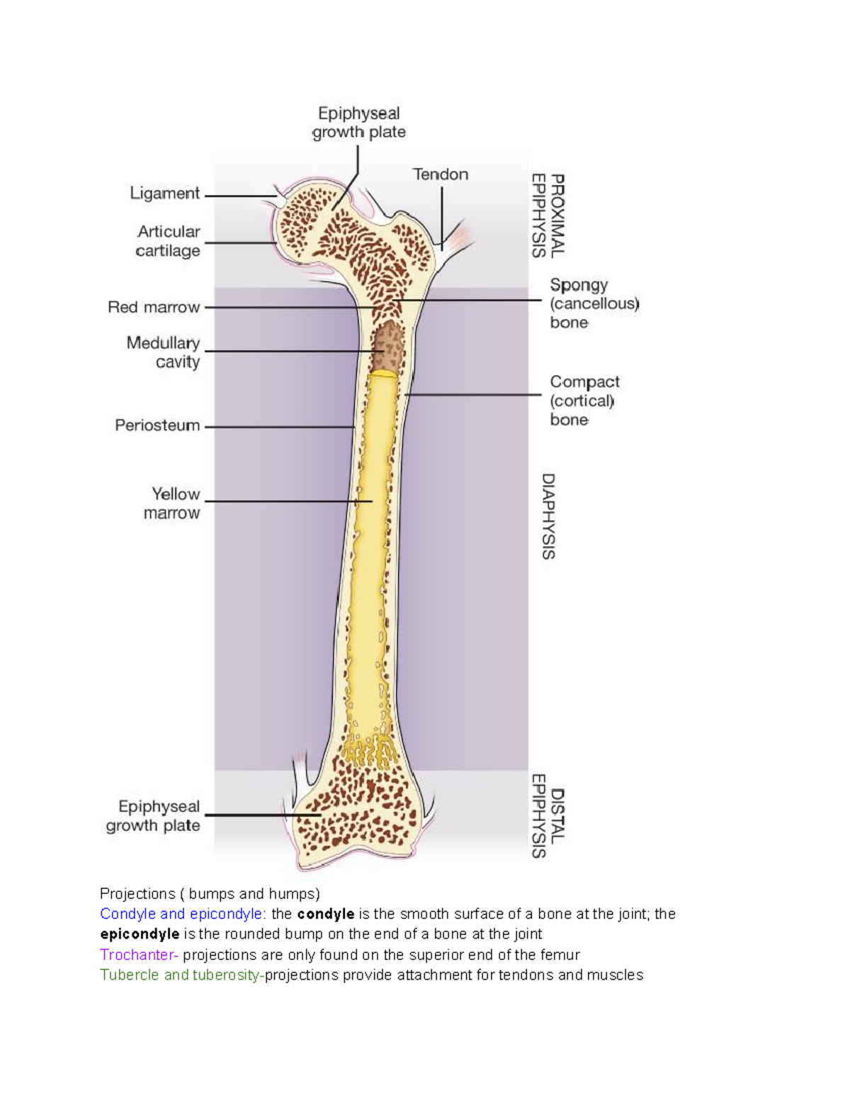 Bones chapter 4 - Projections ( bumps and humps) Condyle and epicondyle ...