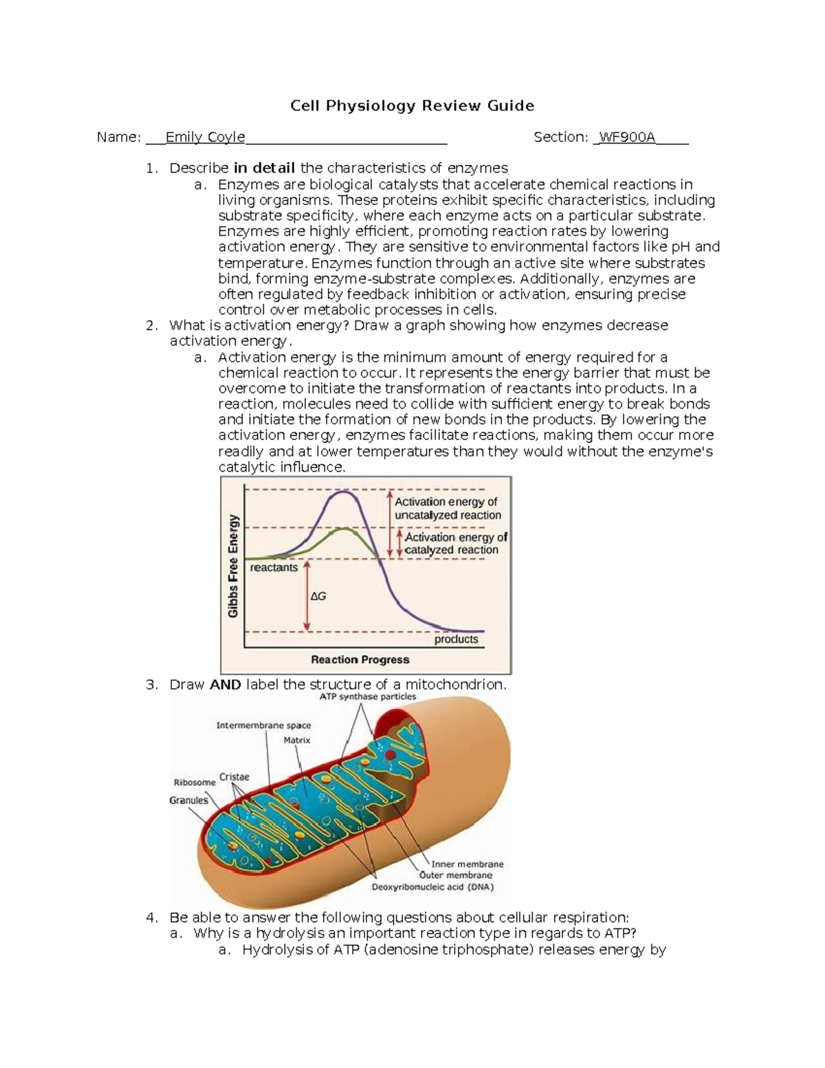 Topic 2 Cell Physiology Review Guide - Cell Physiology Review Guide ...