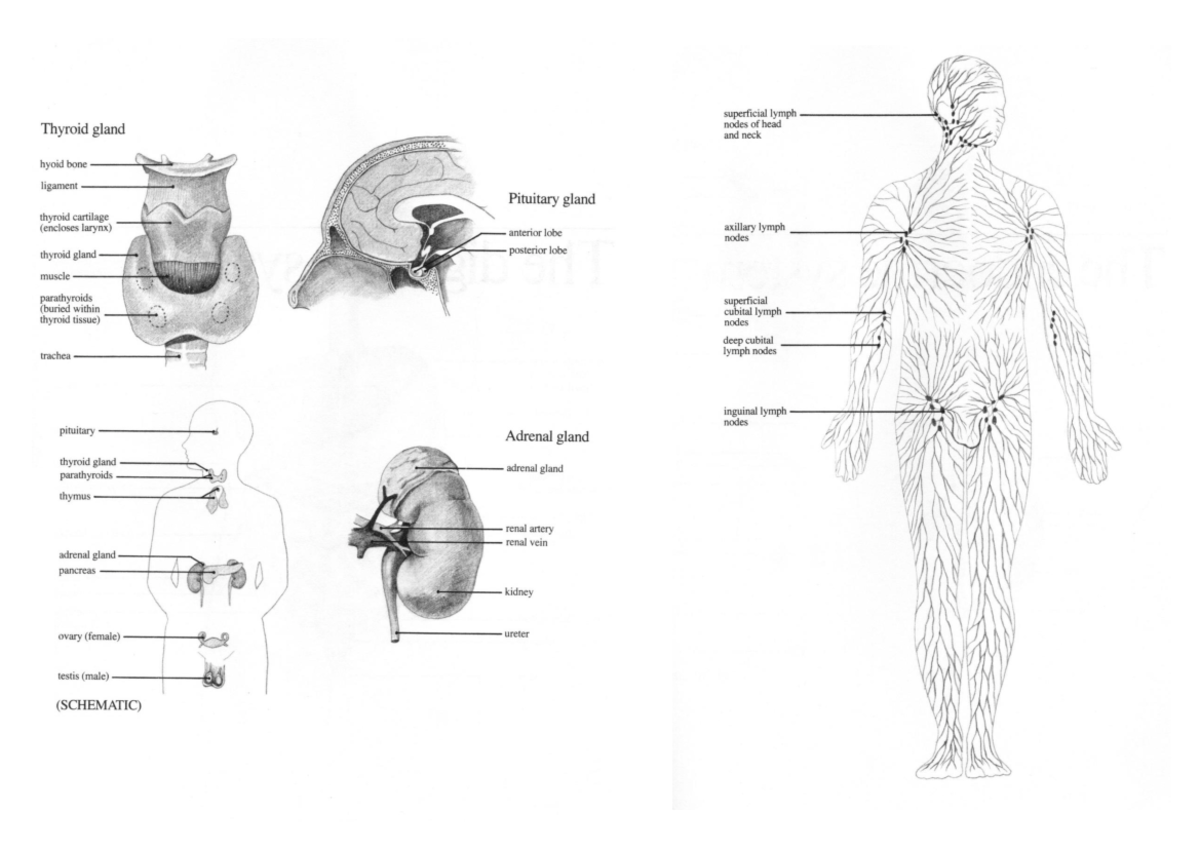 Human Anatomy Sketch w Labels - Studocu