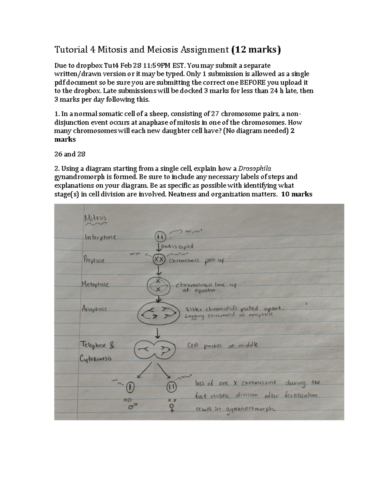 Tutorial 4 Mitosis and Meiosis (1) chro - Tutorial 4 Mitosis and ...