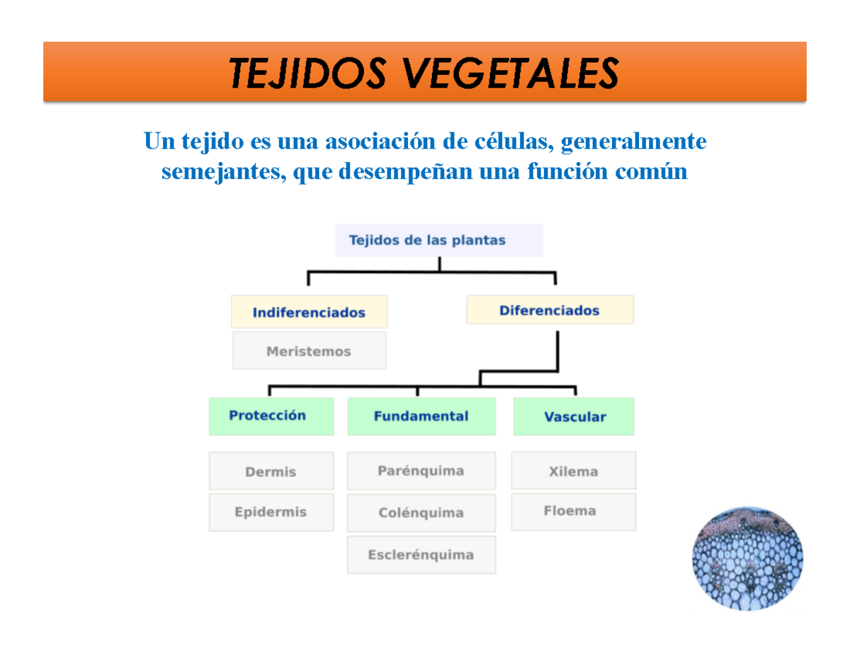 Tejidos - Tarea - TEJIDOS VEGETALES Un tejido es una asociación de células, generalmente ...