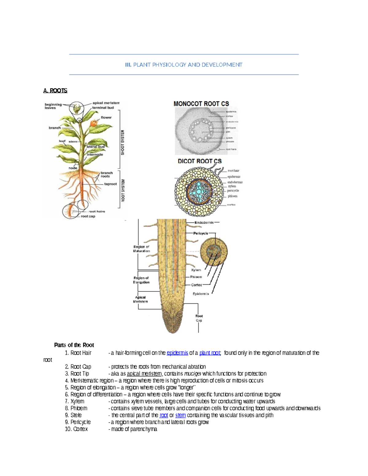 Roots notes - 112 LEC - III. PLANT PHYSIOLOGY AND DEVELOPMENT A. ROOTS ...