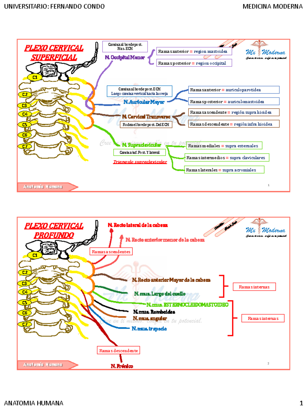 Plexo cervical - UNIVERSITARIO: FERNANDO CONDO MEDICINA MODERNA ...